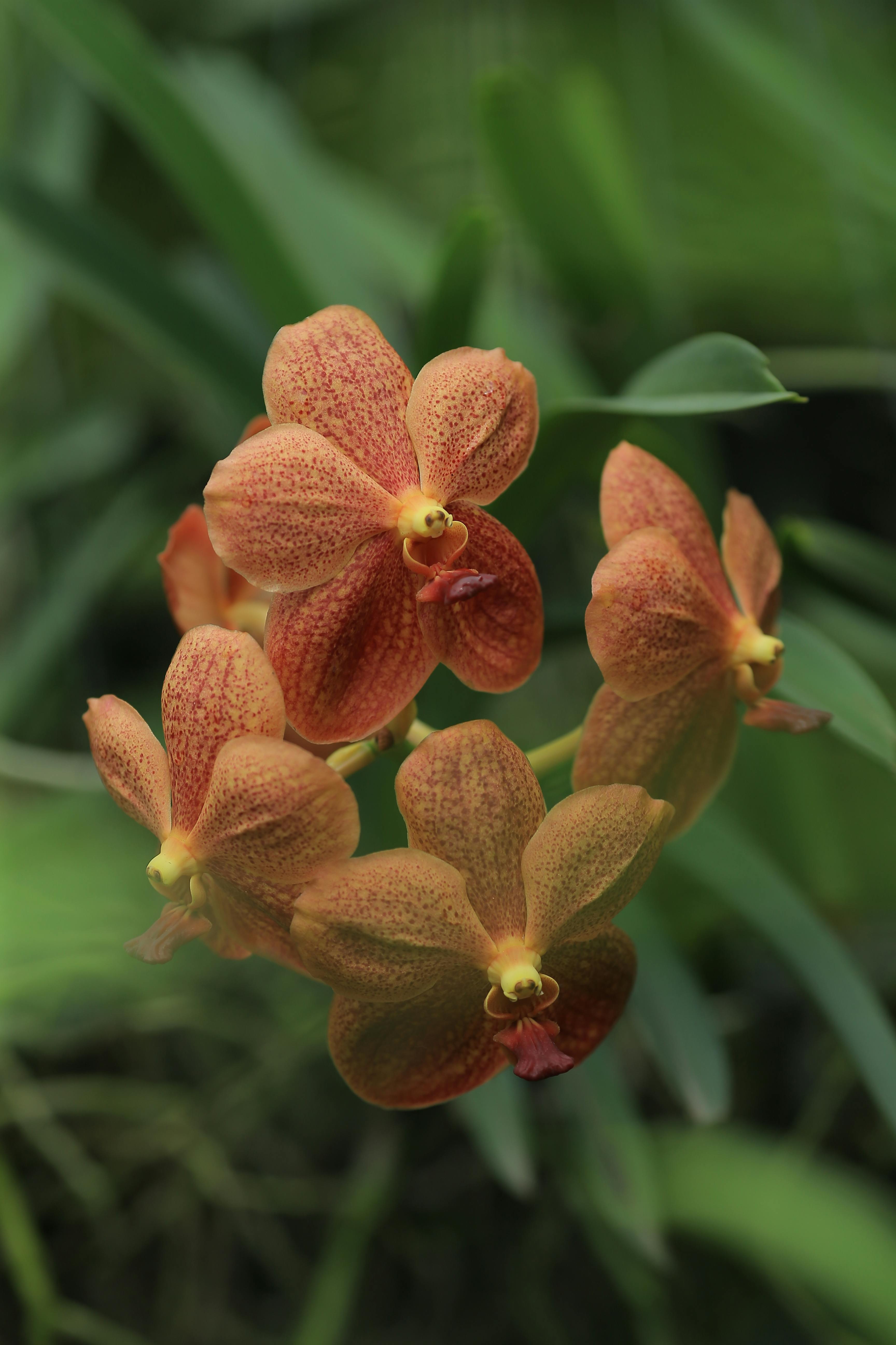 Vibrant Orange Orchids in Lush Greenery · Free Stock Photo
