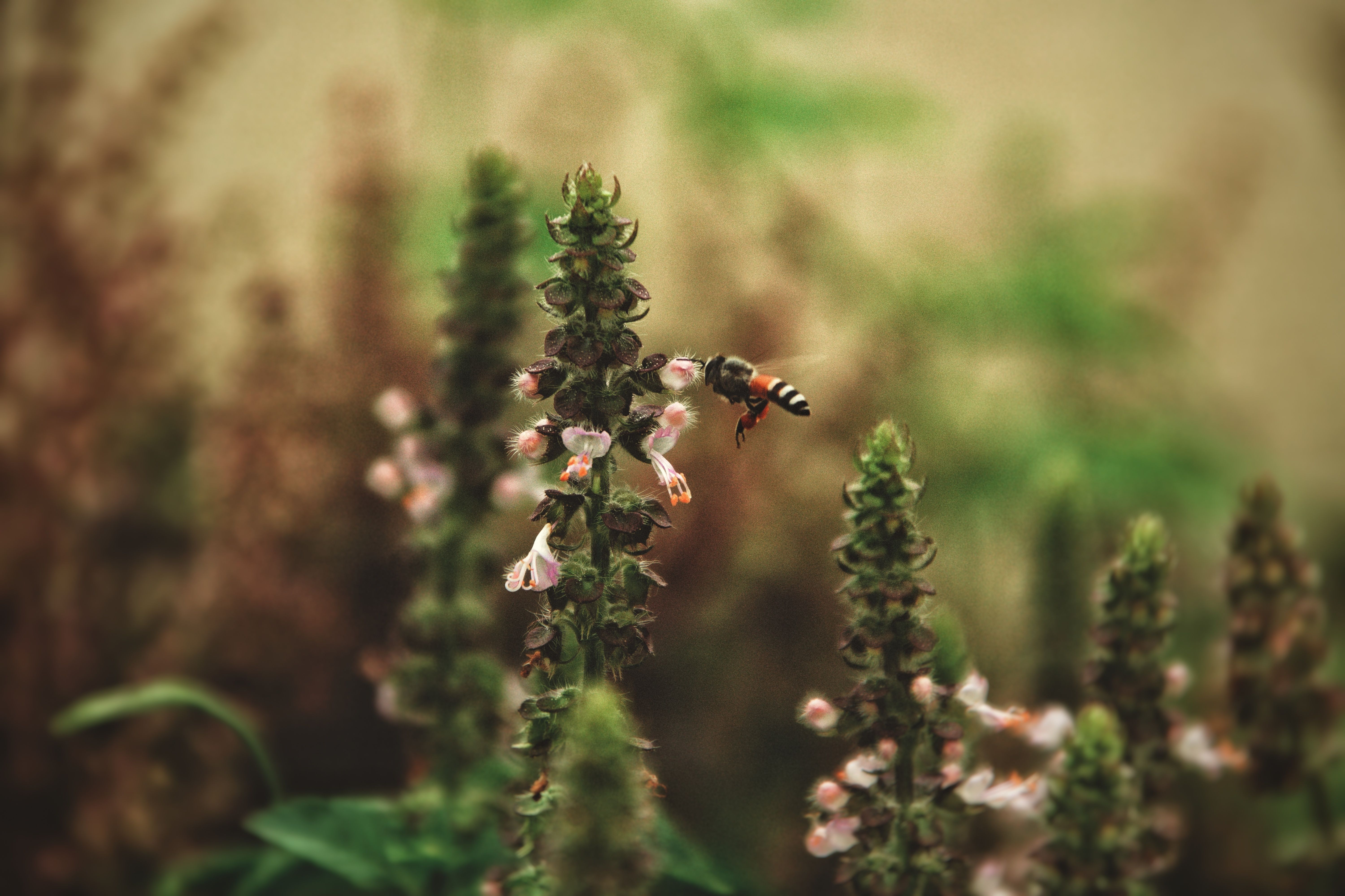 Indian Bee Photos, Download The BEST Free Indian Bee Stock Photos & HD ...