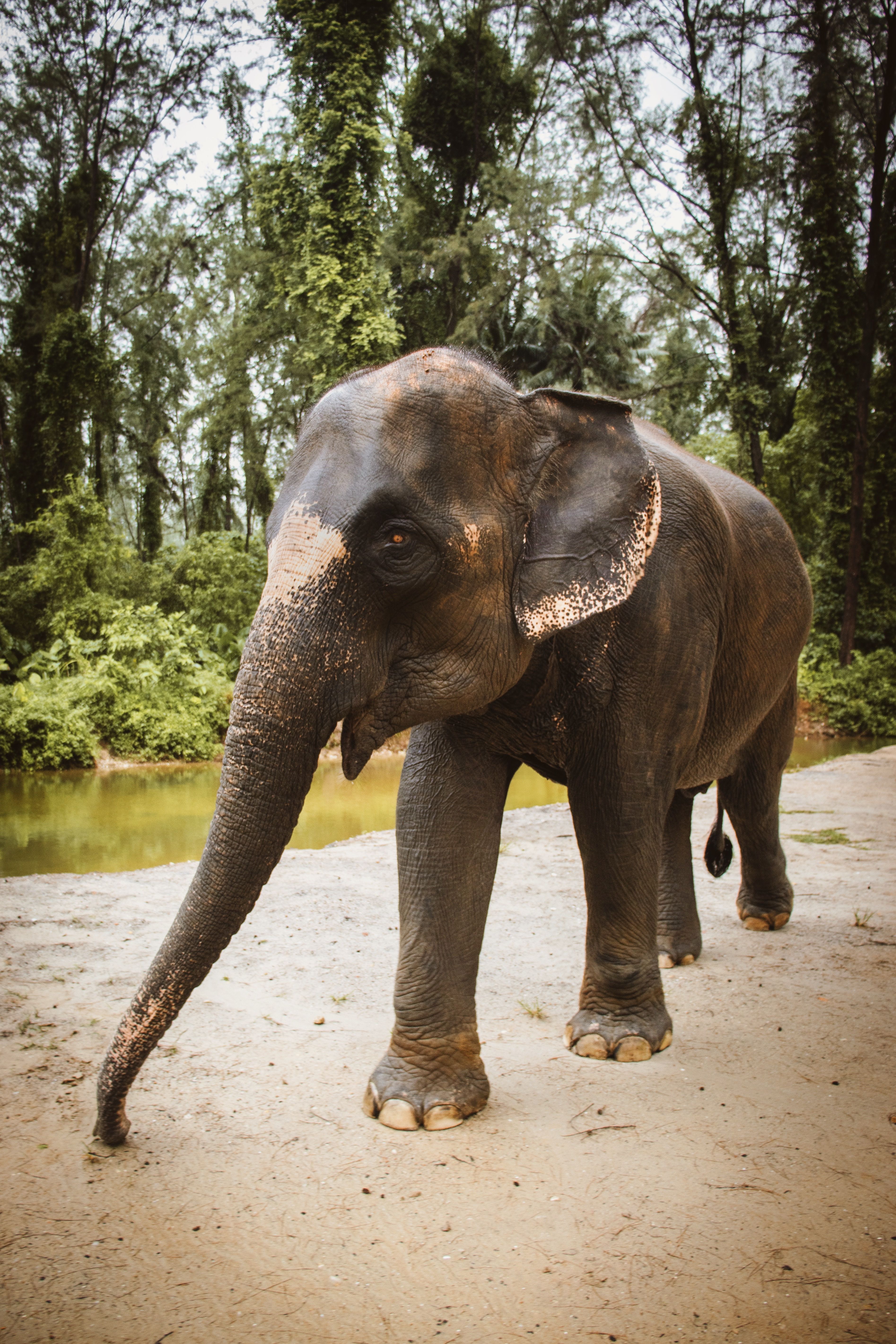 Majestic Asian Elephant in Natural Habitat, Thailand · Free Stock Photo