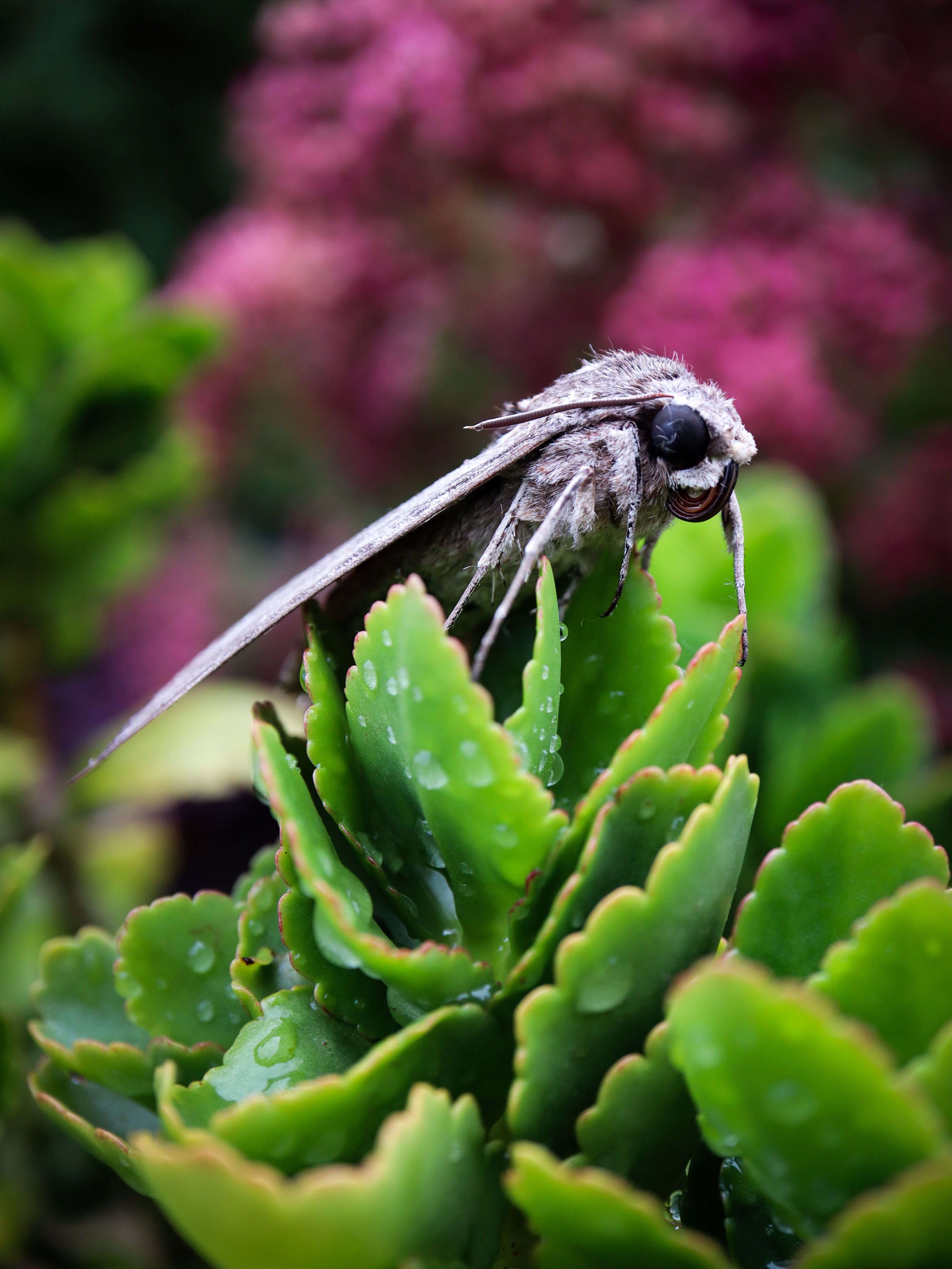 Close-up of Moth Resting on Dewy Succulent Leaves · Free Stock Photo