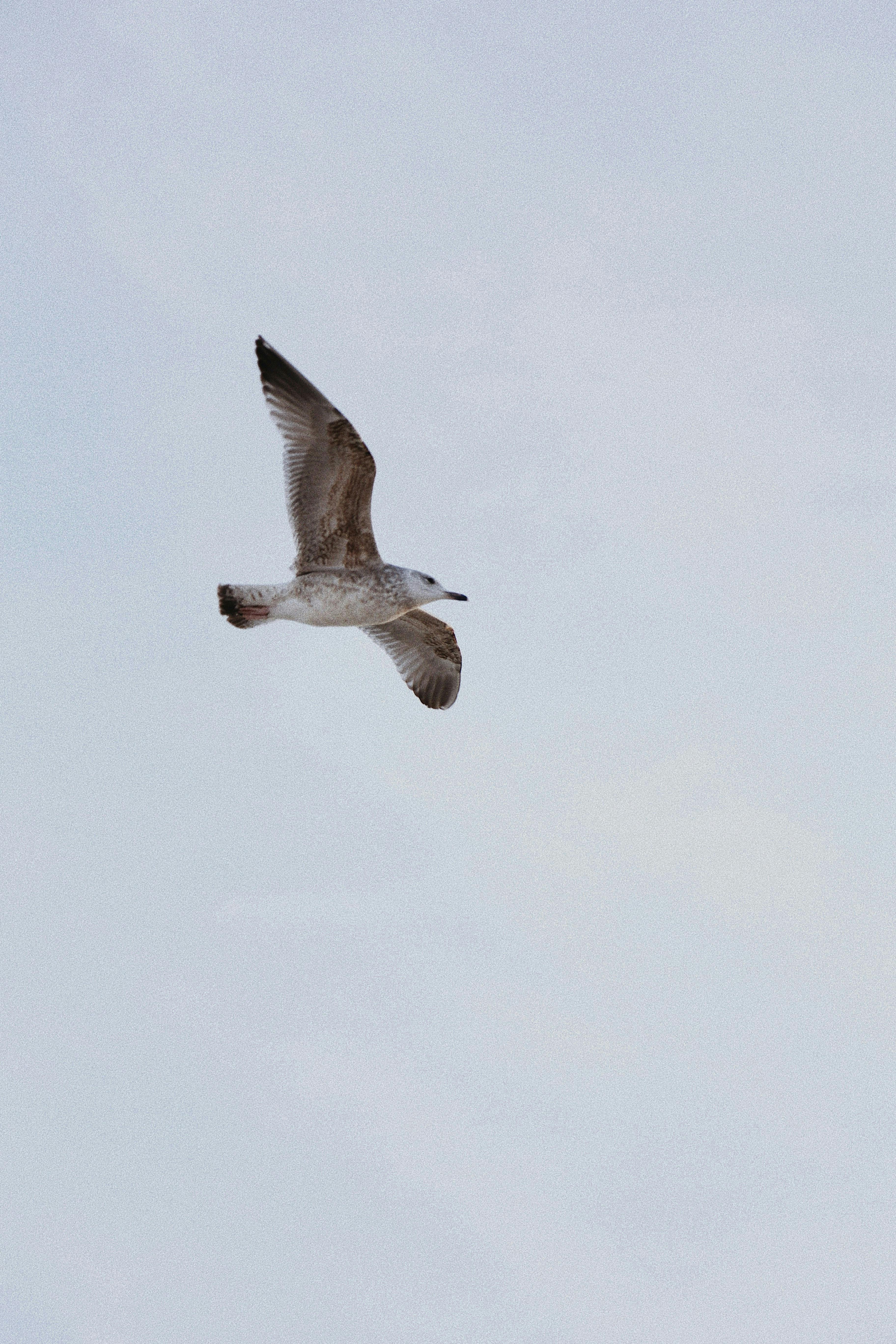 White Bird Flying Under the Blue and White Sky during Daytime · Free ...