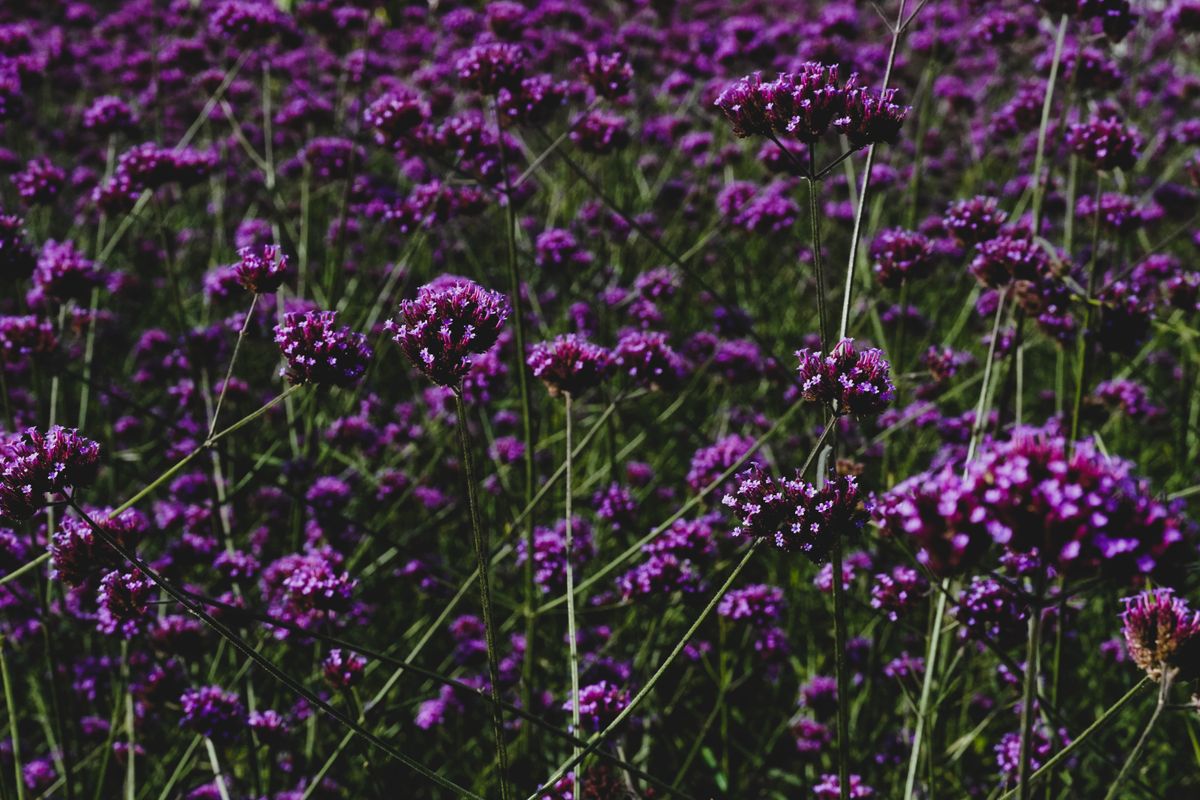 Purple Flower Field Photos, Download The BEST Free Purple Flower Field ...