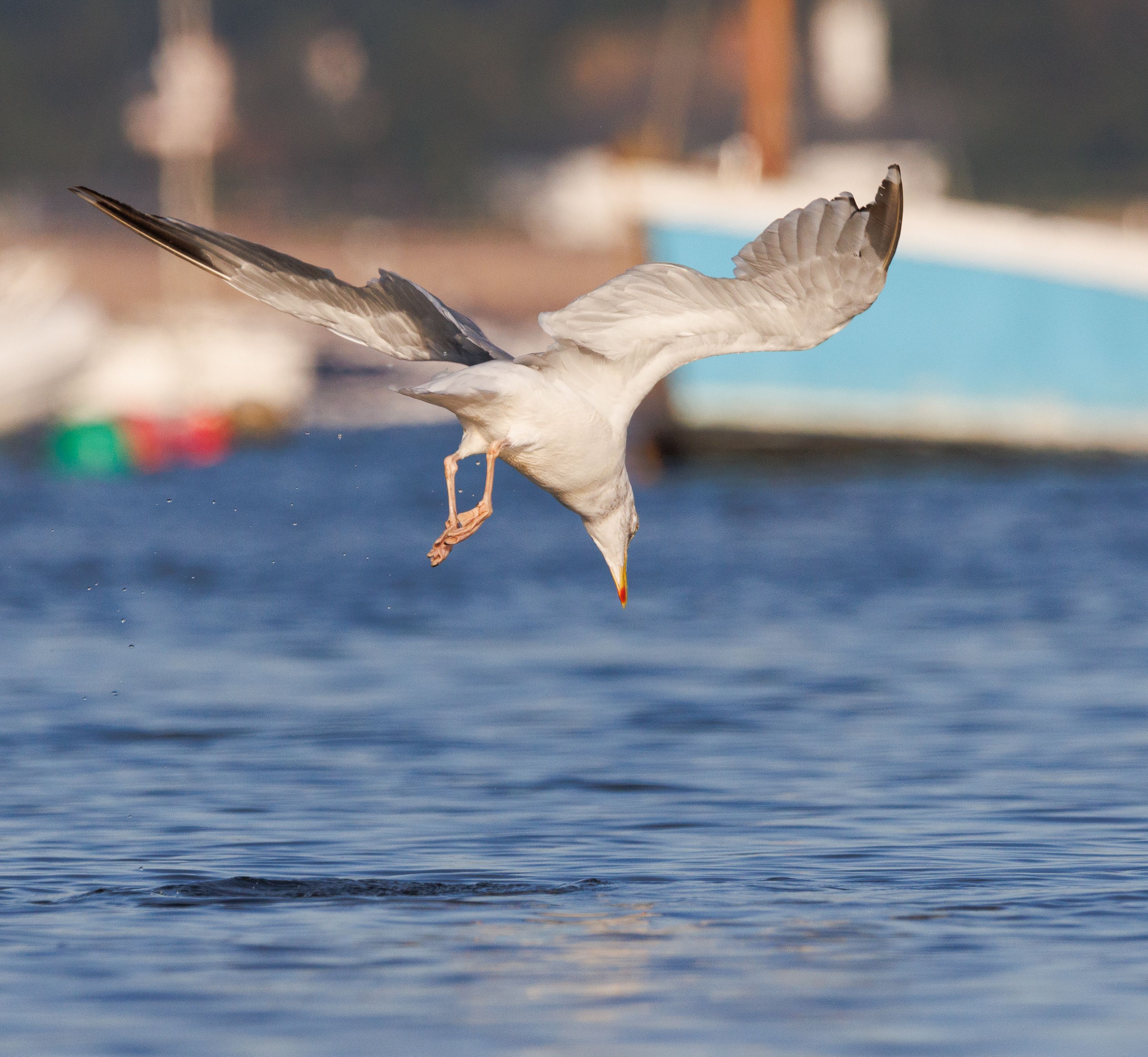 Seagull Diving Gracefully Over Water · Free Stock Photo