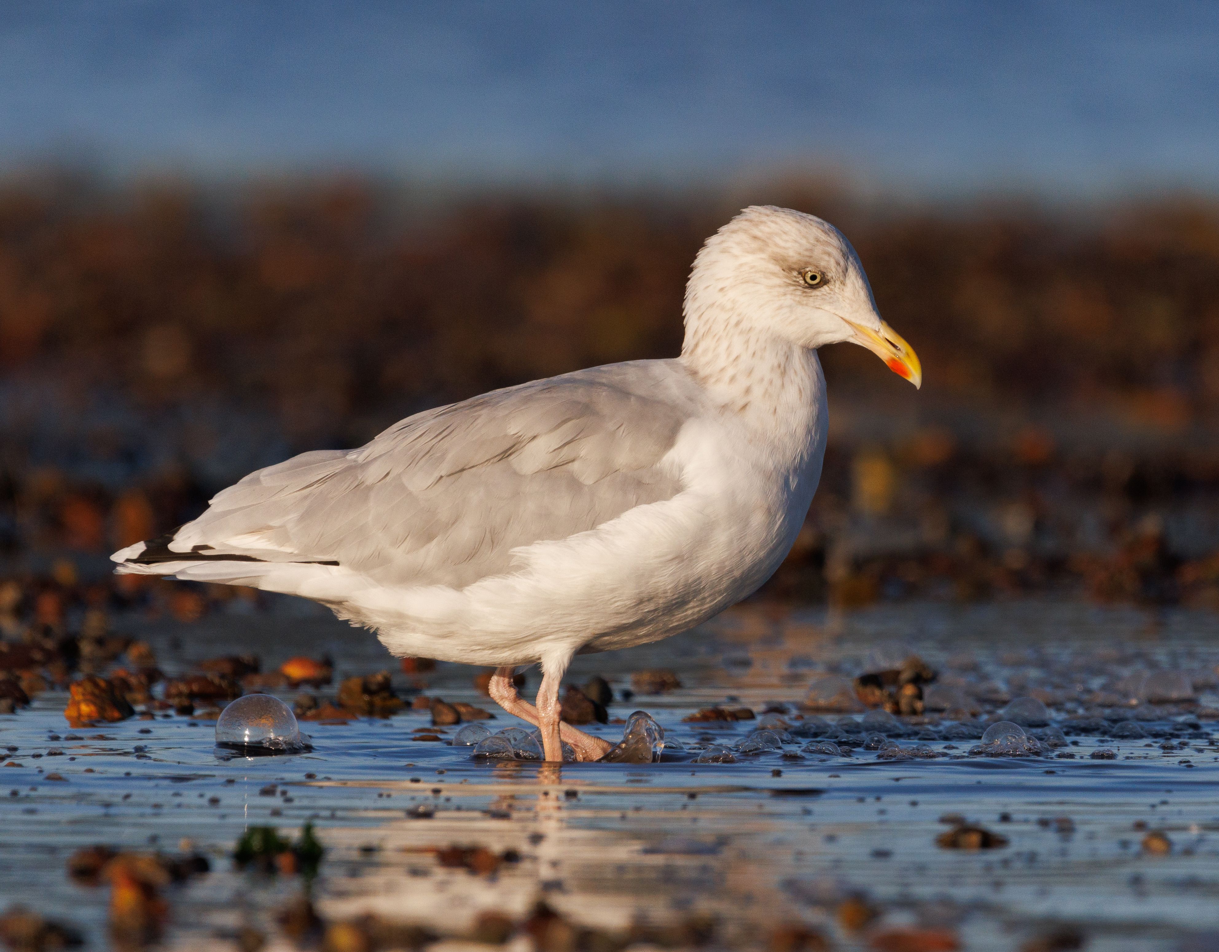 Close-up of a Gull at the Beach · Free Stock Photo