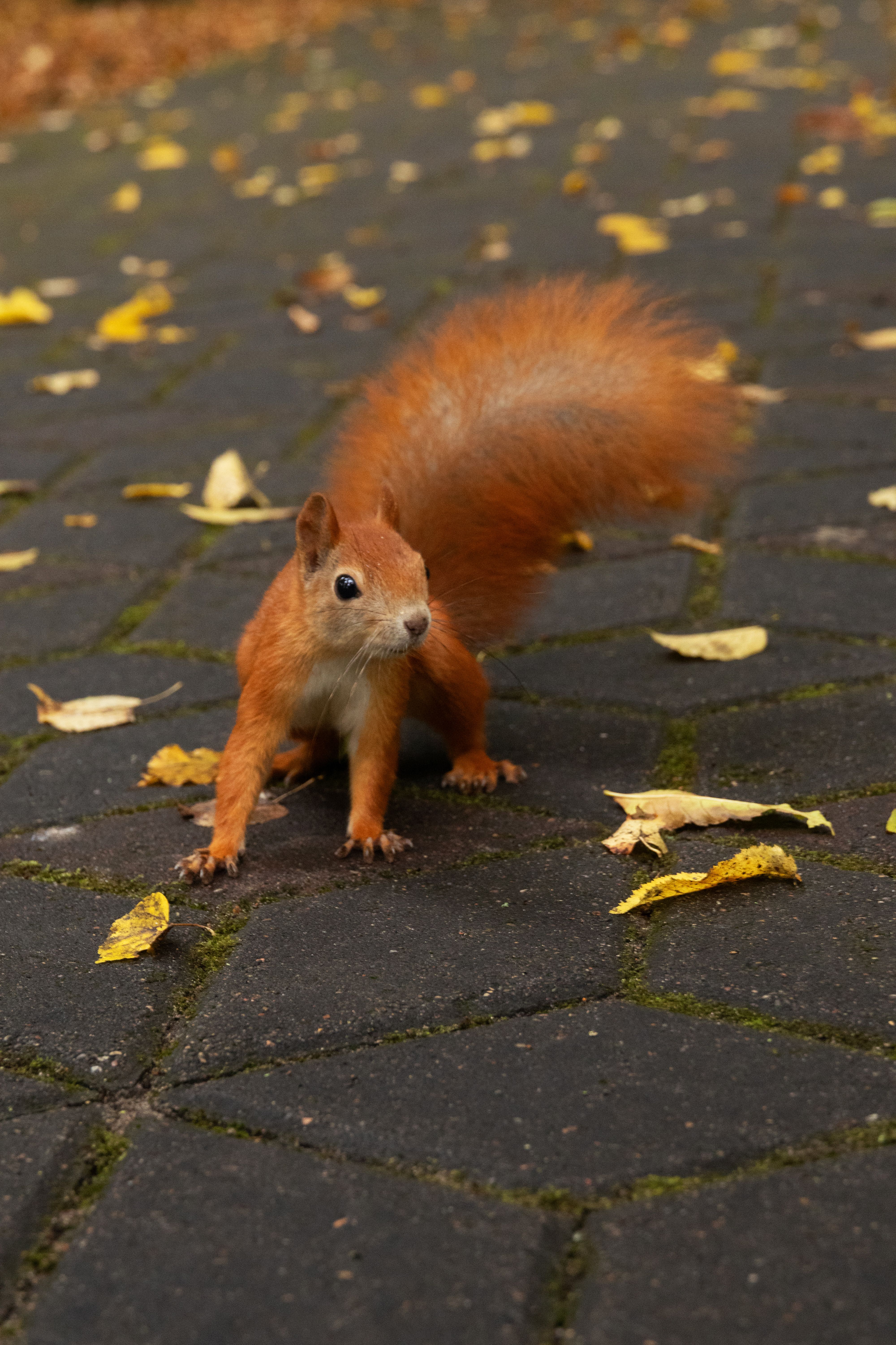 Vibrant Red Squirrel on Autumn Pathway · Free Stock Photo