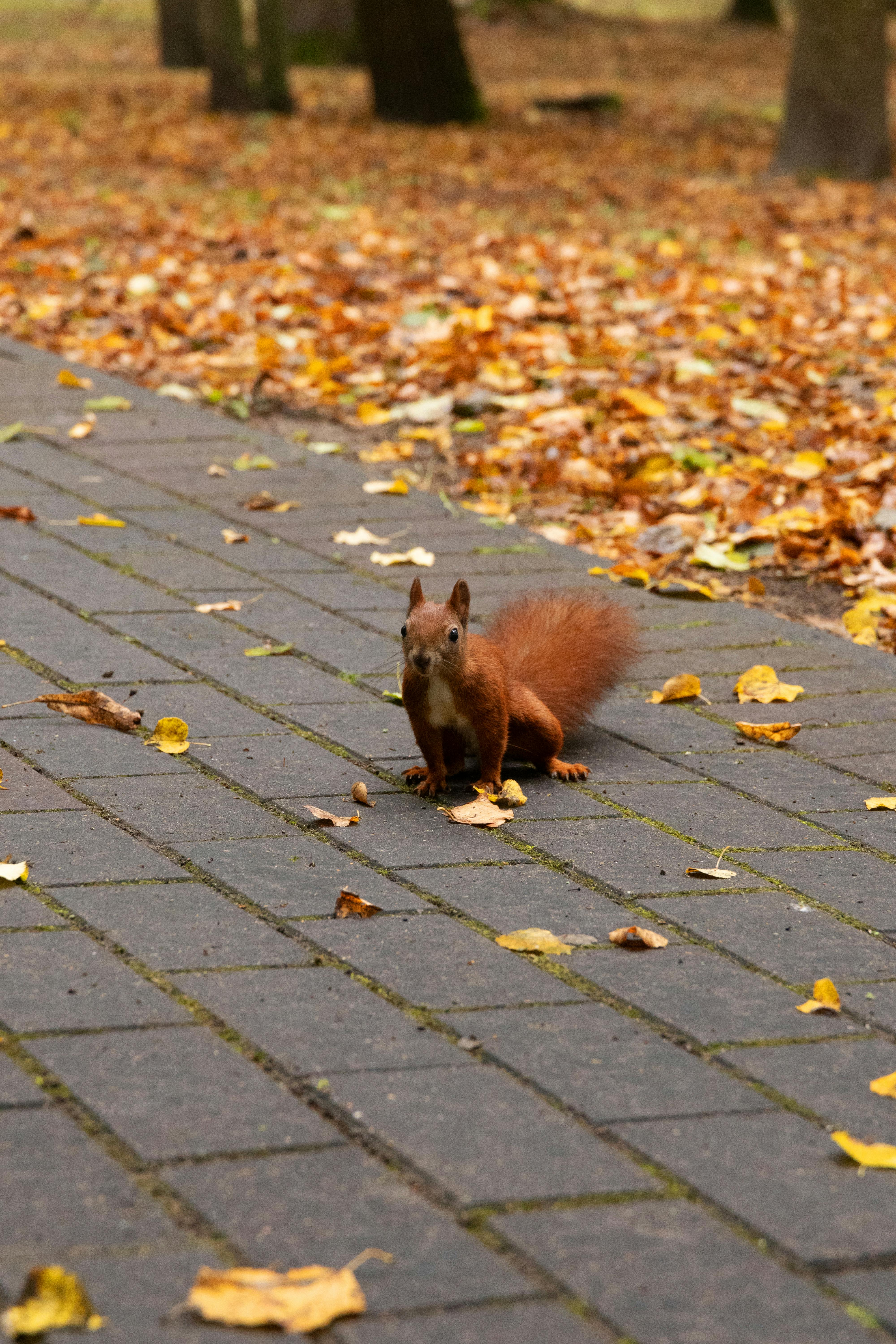 Autumn Red Squirrel on Leaf-Covered Path · Free Stock Photo
