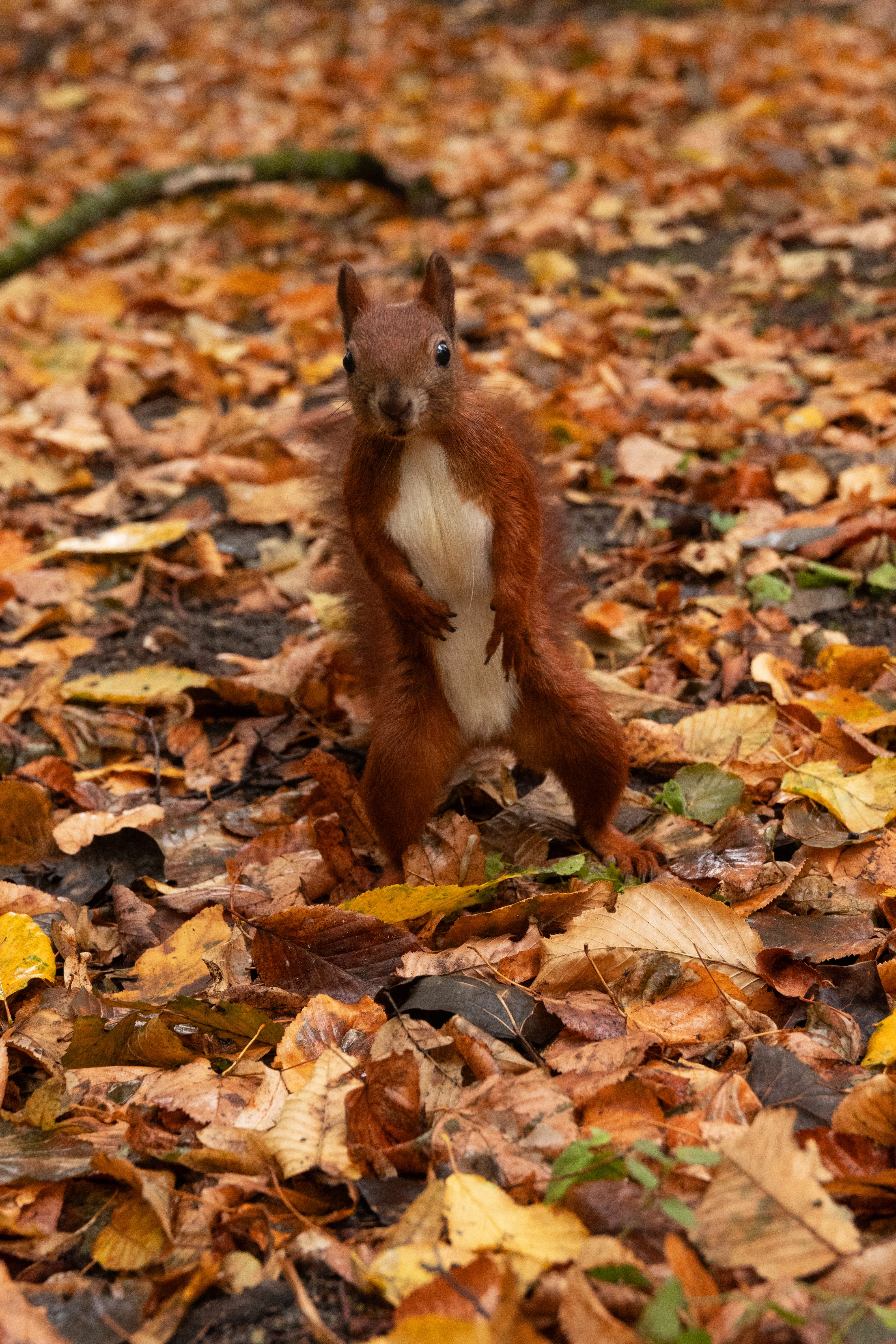 Red Squirrel Amidst Autumn Leaves in Forest · Free Stock Photo
