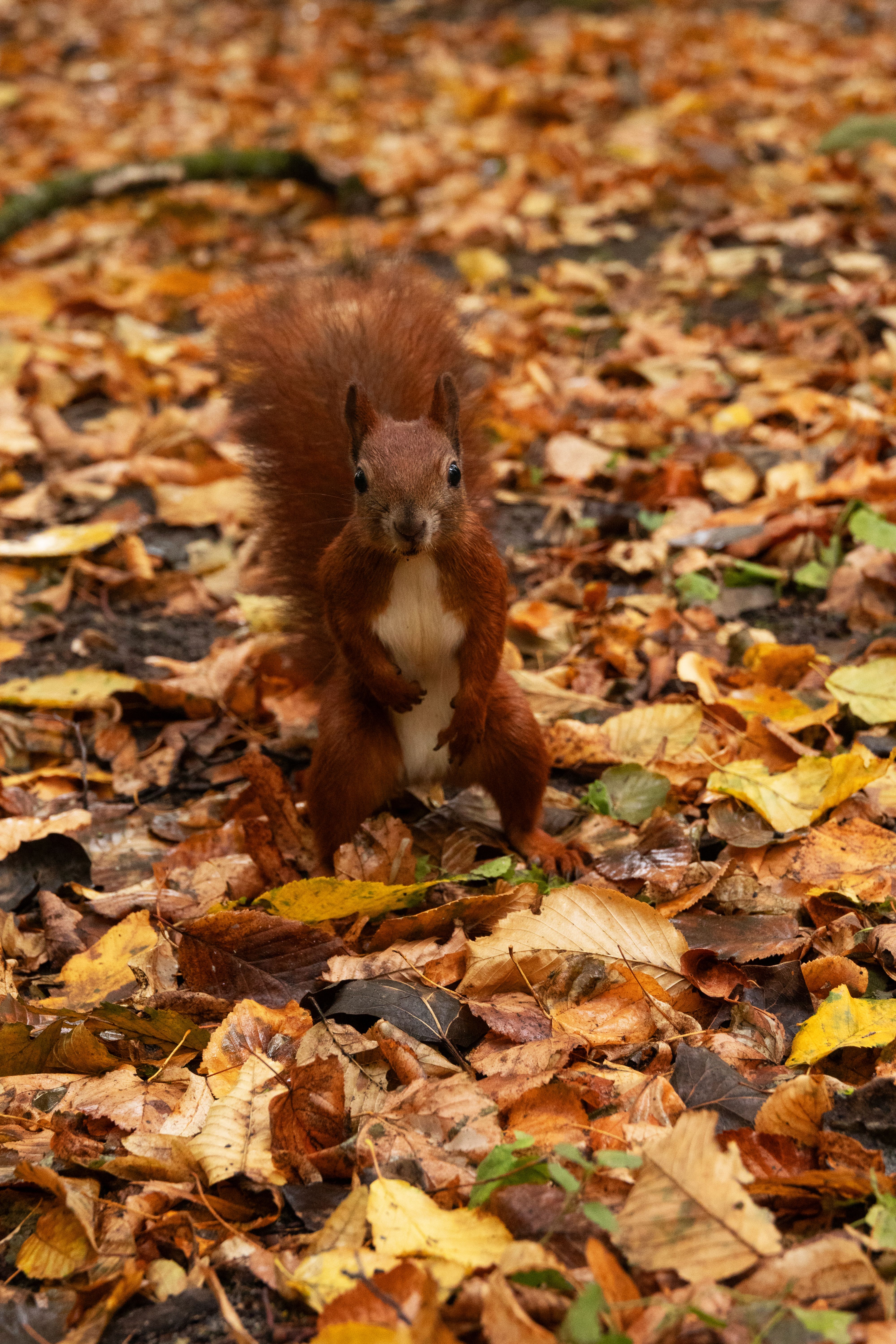 Red Squirrel in Autumn Forest Setting · Free Stock Photo