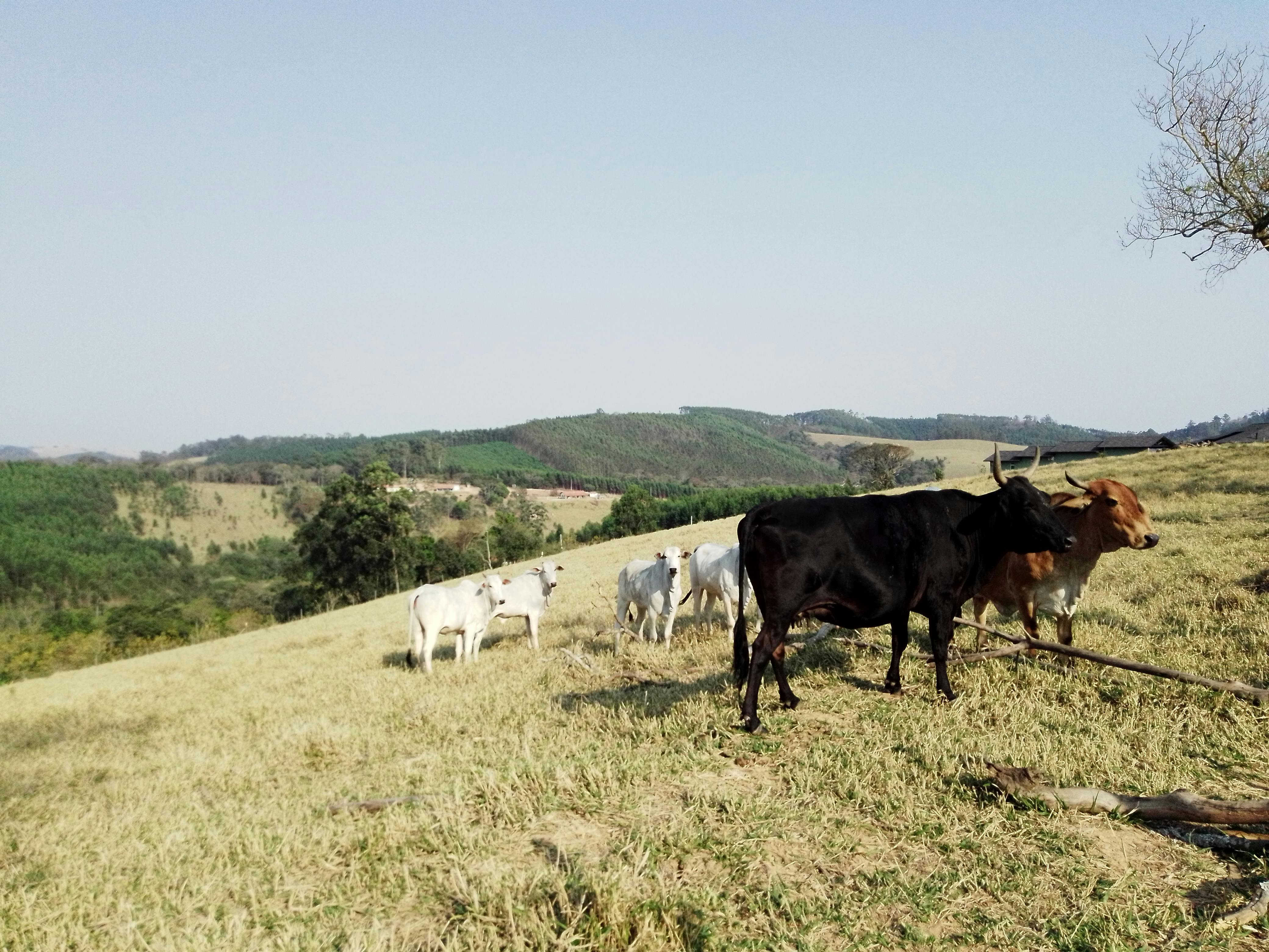 Portrait of Cow Standing in Pasture · Free Stock Photo