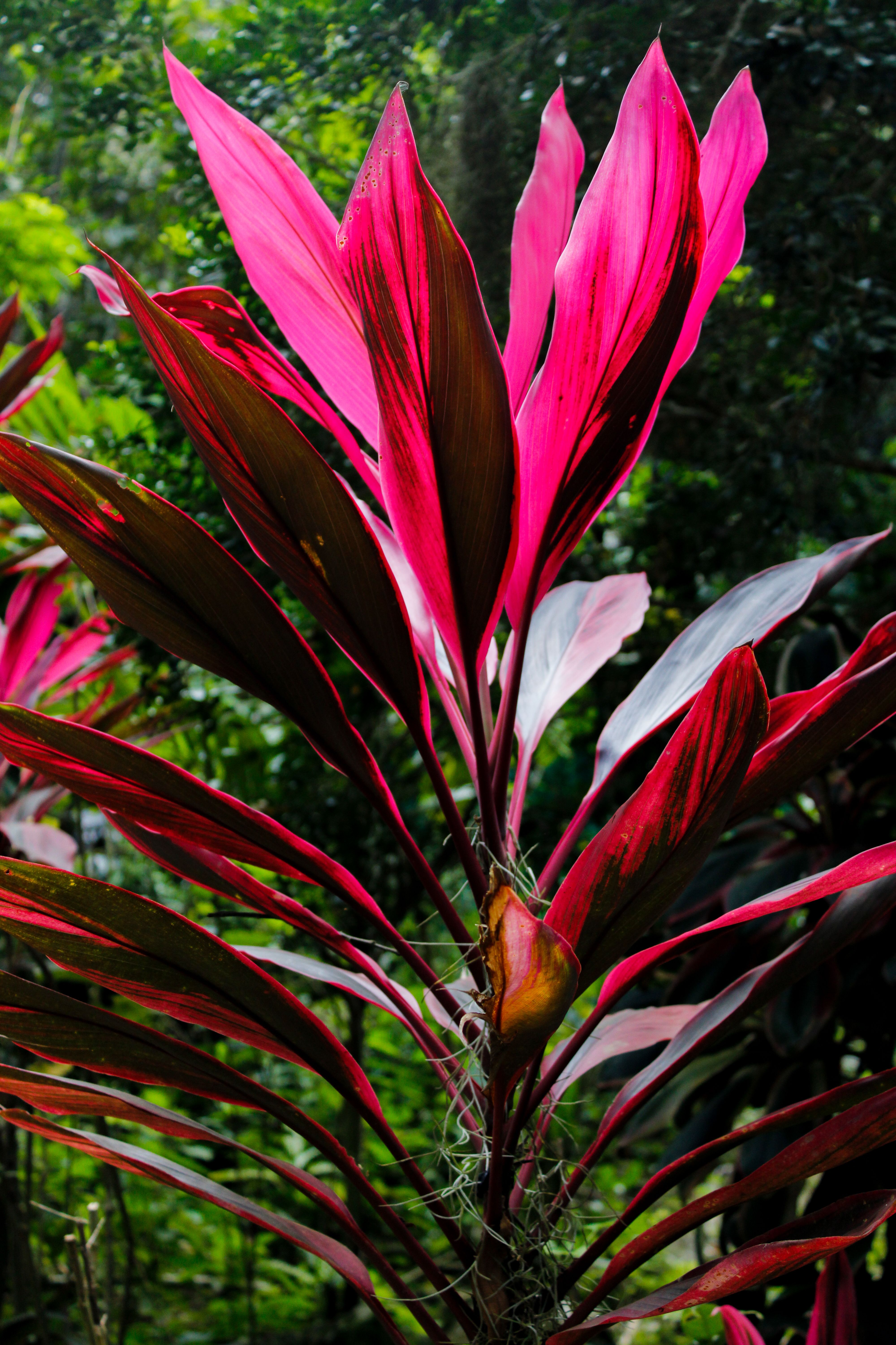 Vibrant Tropical Plant in Santa Marta · Free Stock Photo