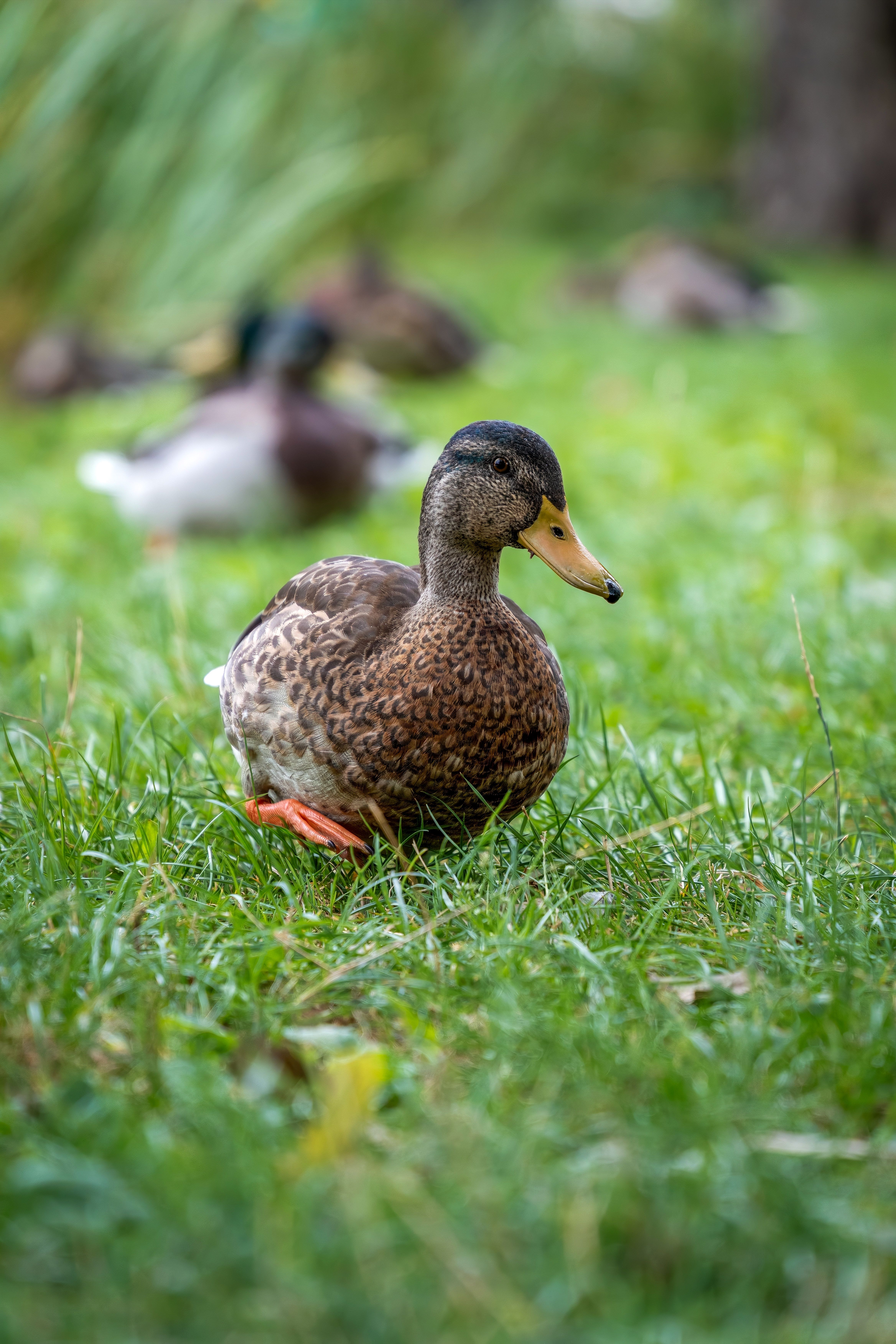 Wild Mallard Duck Resting on Lush Green Grass · Free Stock Photo
