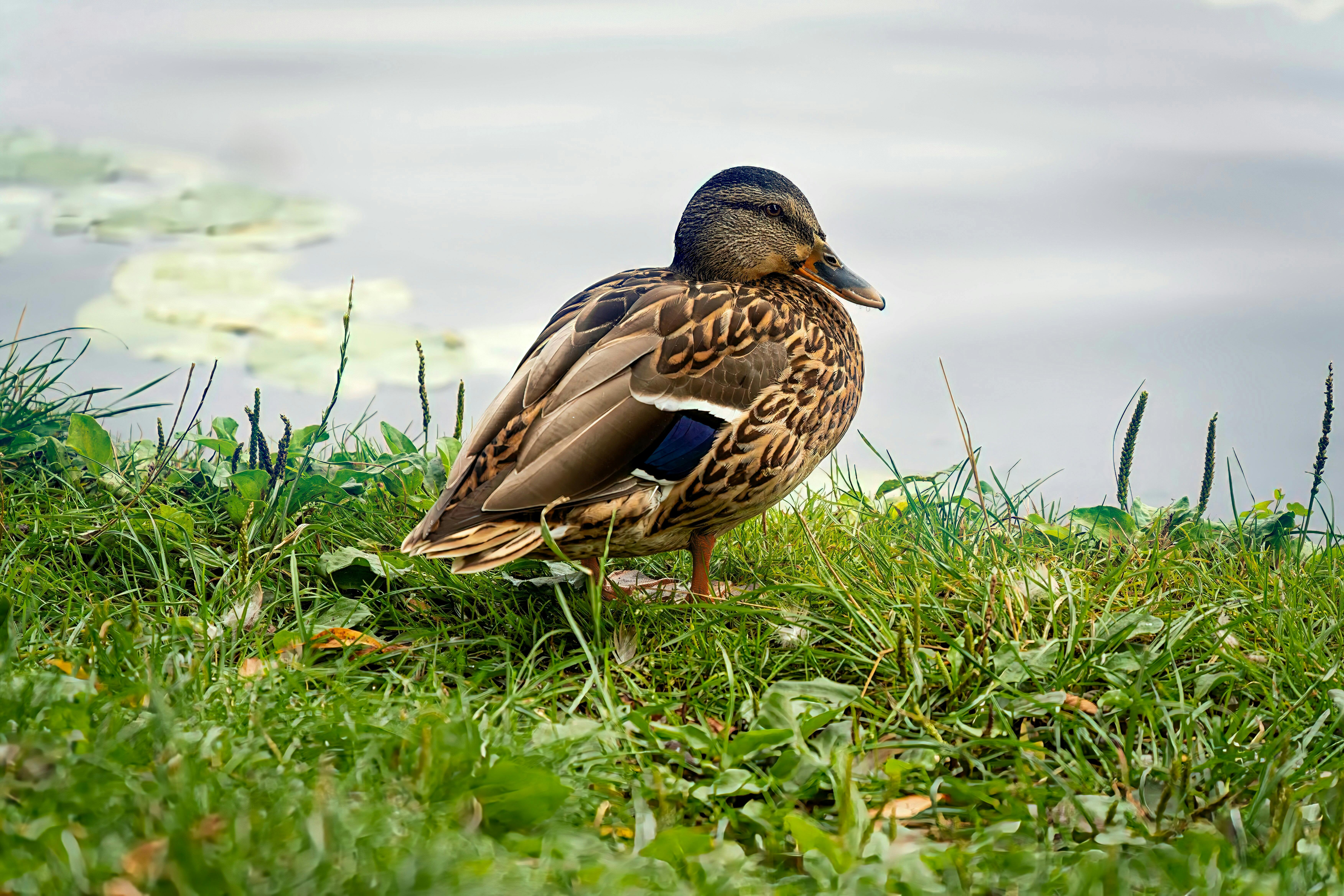 Green and Gray Mallard Duck · Free Stock Photo
