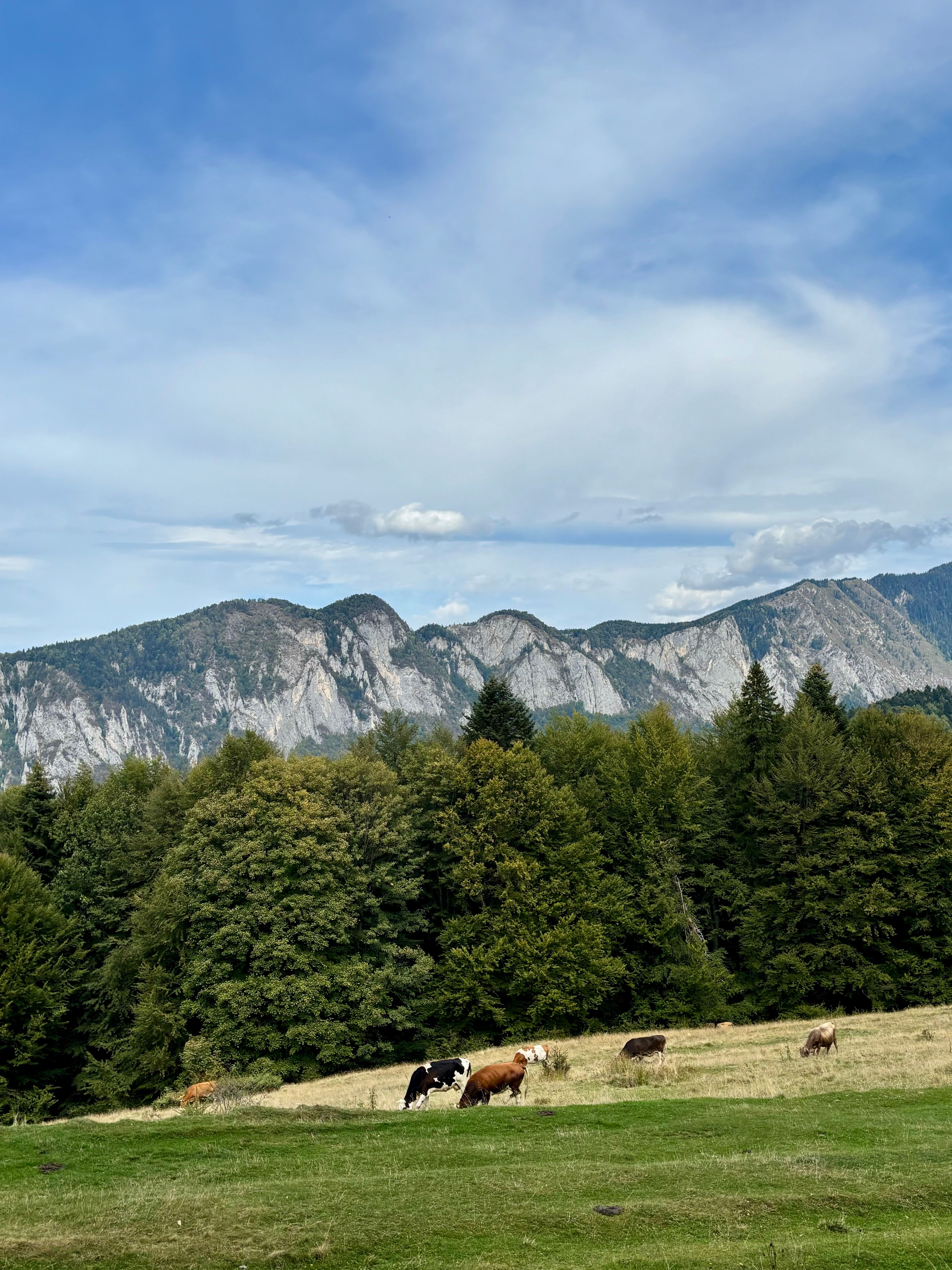 Serene Alpine Pasture with Grazing Cows · Free Stock Photo