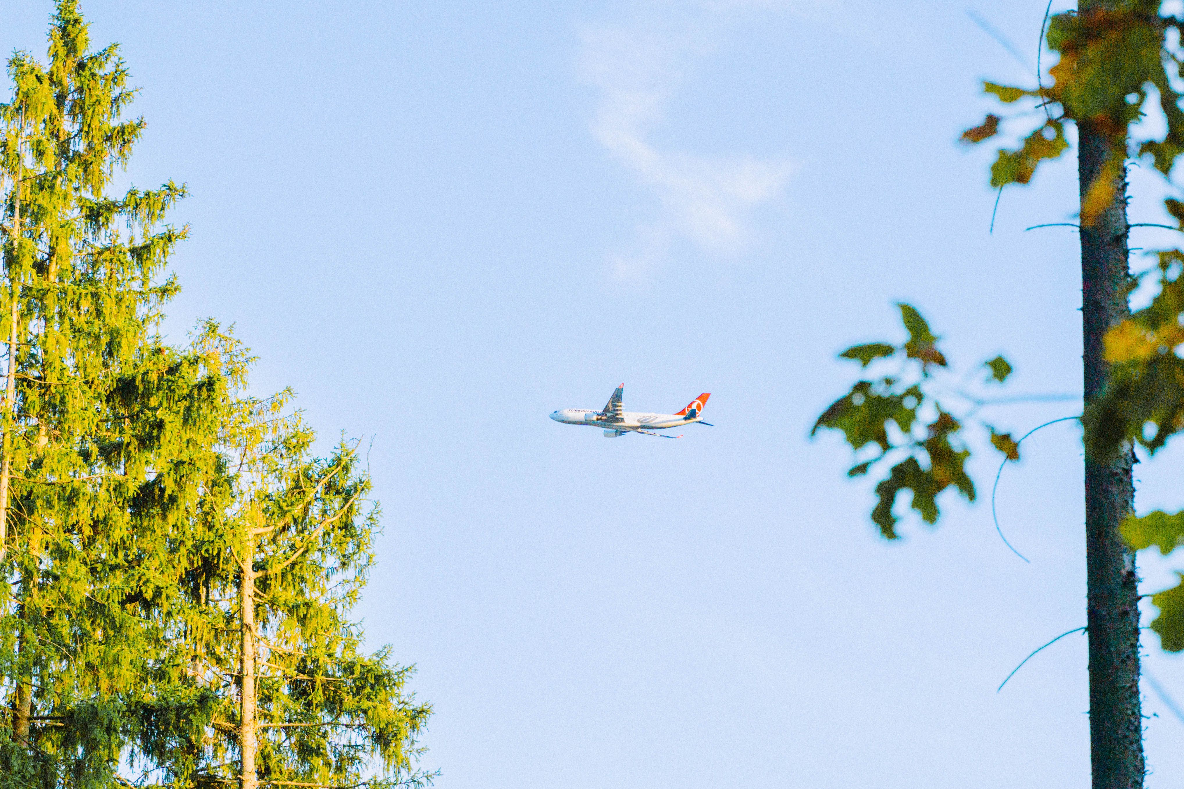 airplane flying over dense pine trees on a clear day · Free Stock Photo