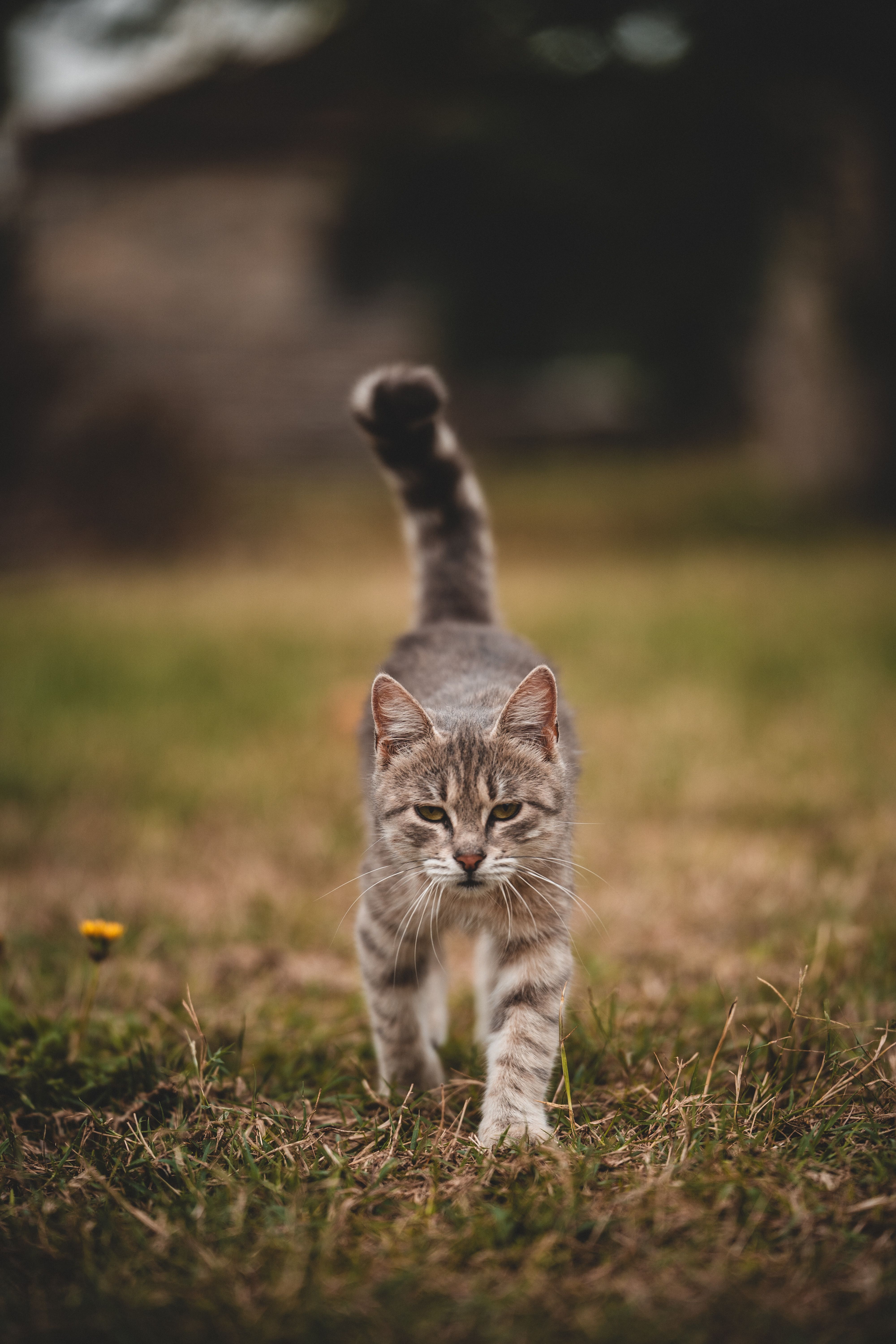 Gato Doméstico Caminando Sobre El Césped Al Aire Libre · Foto de stock ...
