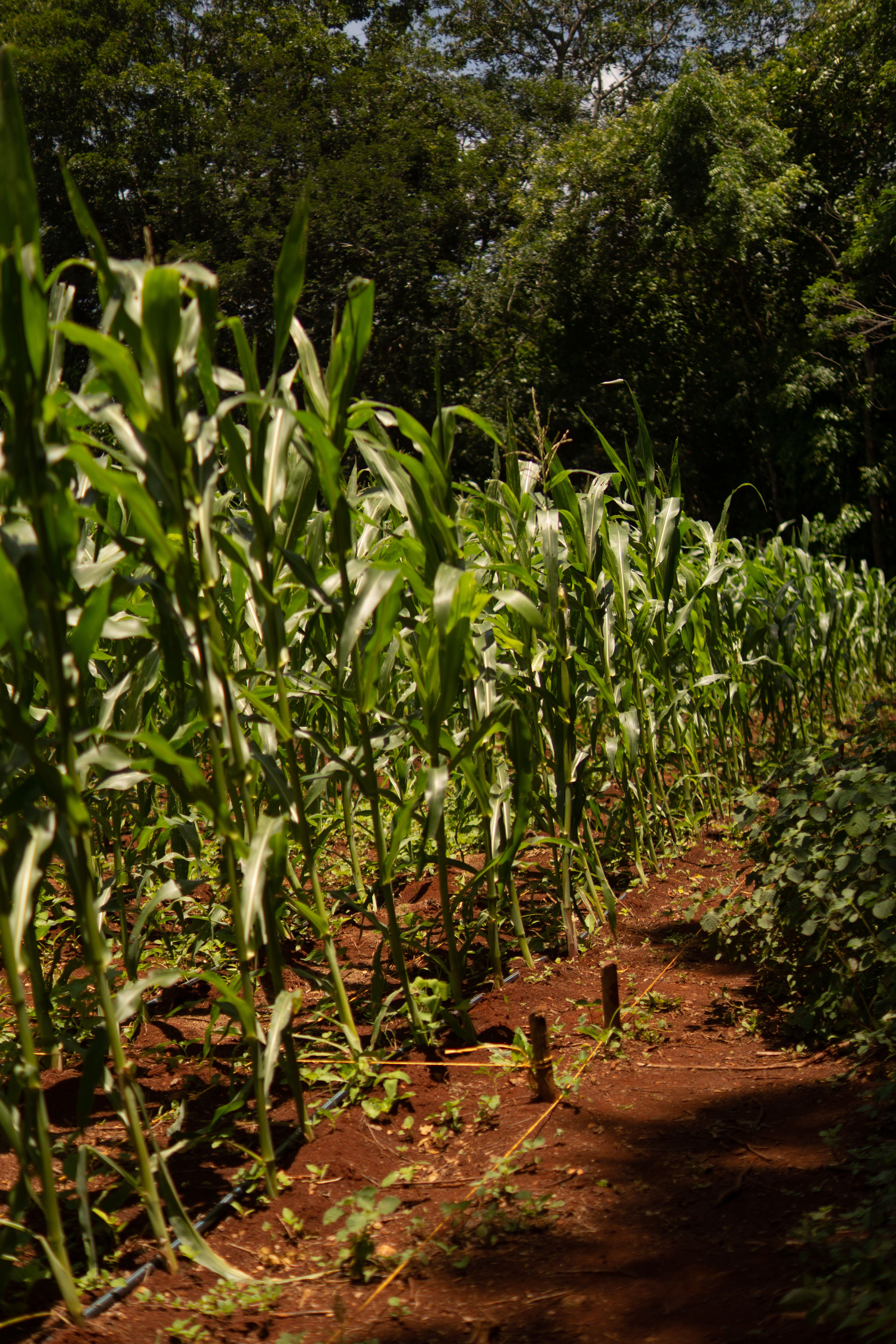 Maní Entero Photos, Download The BEST Free Maní Entero Stock Photos ...