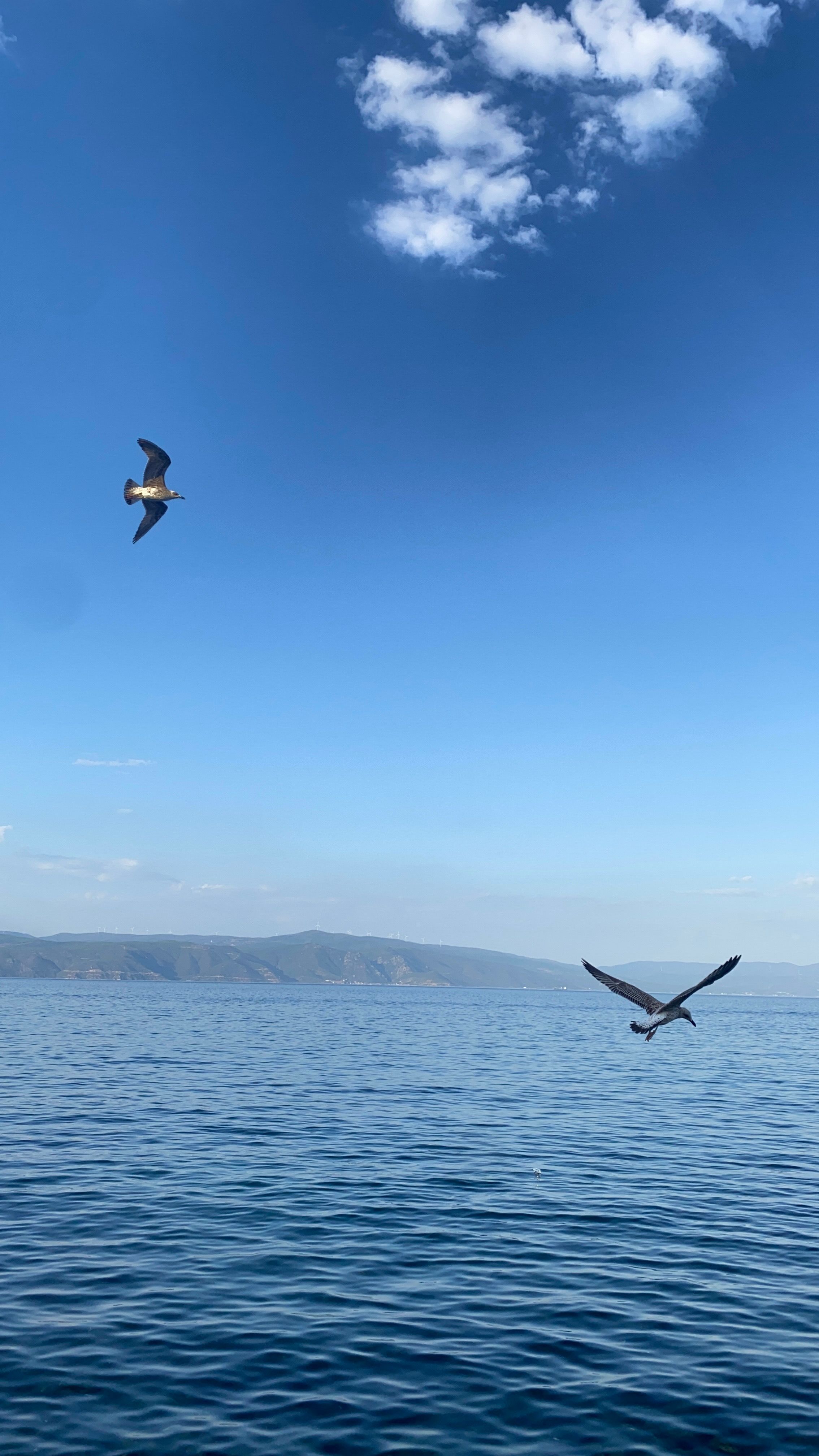 Birds Flying Near Body of Water · Free Stock Photo