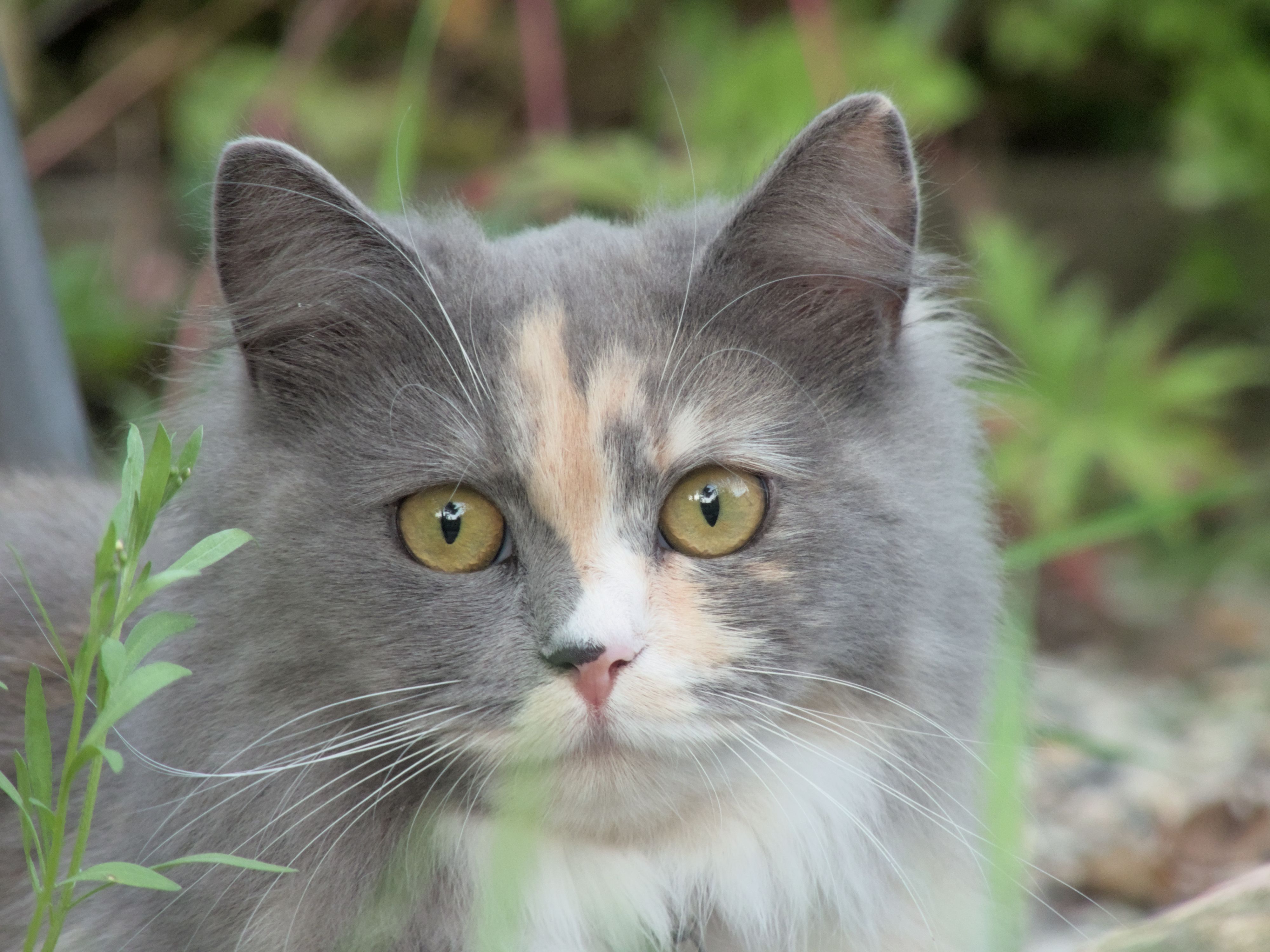 Close-Up of a Fluffy Cat in Berlin Garden · Free Stock Photo