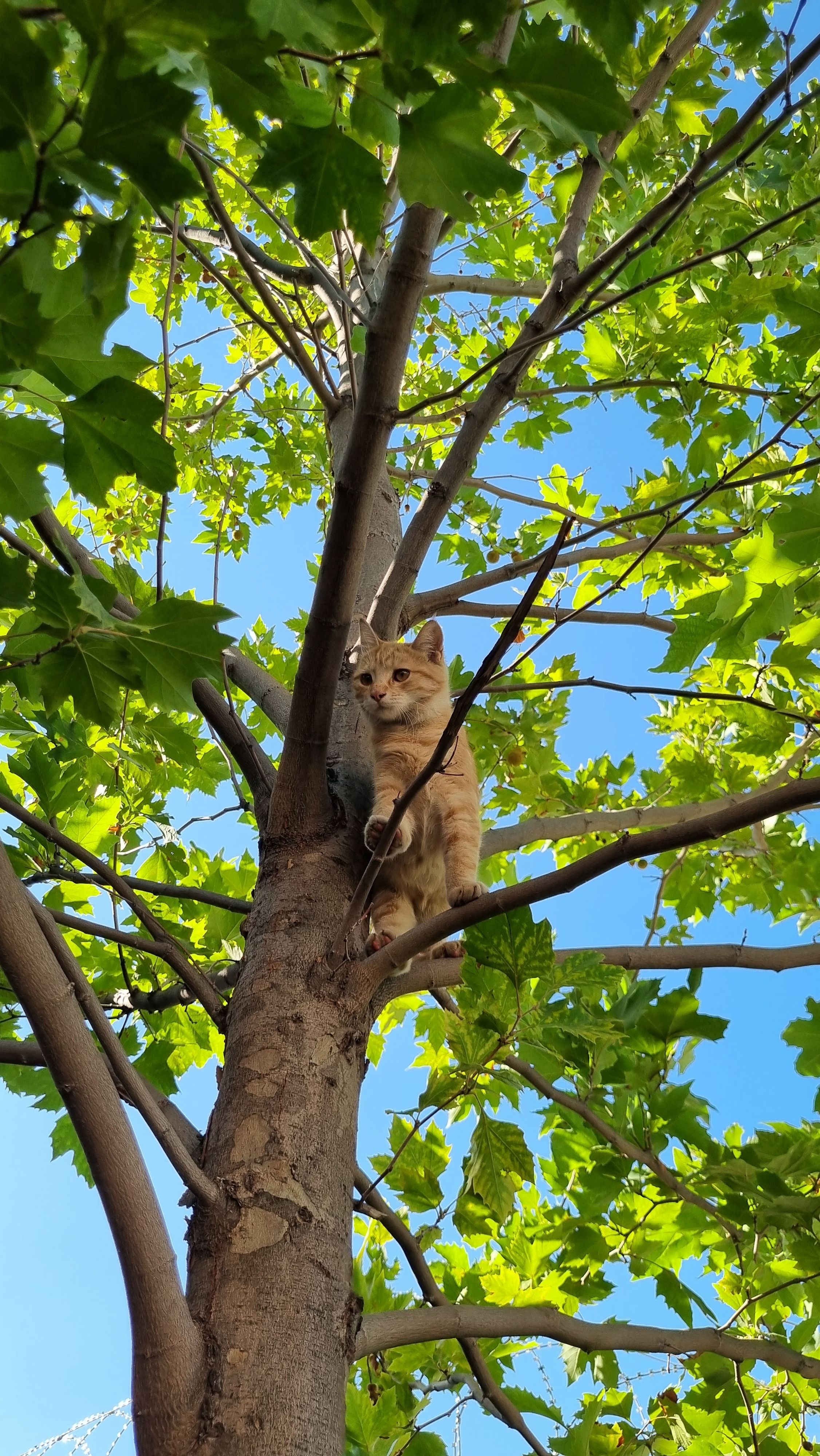 Orange Cat Climbing a Tree in Denizli · Free Stock Photo