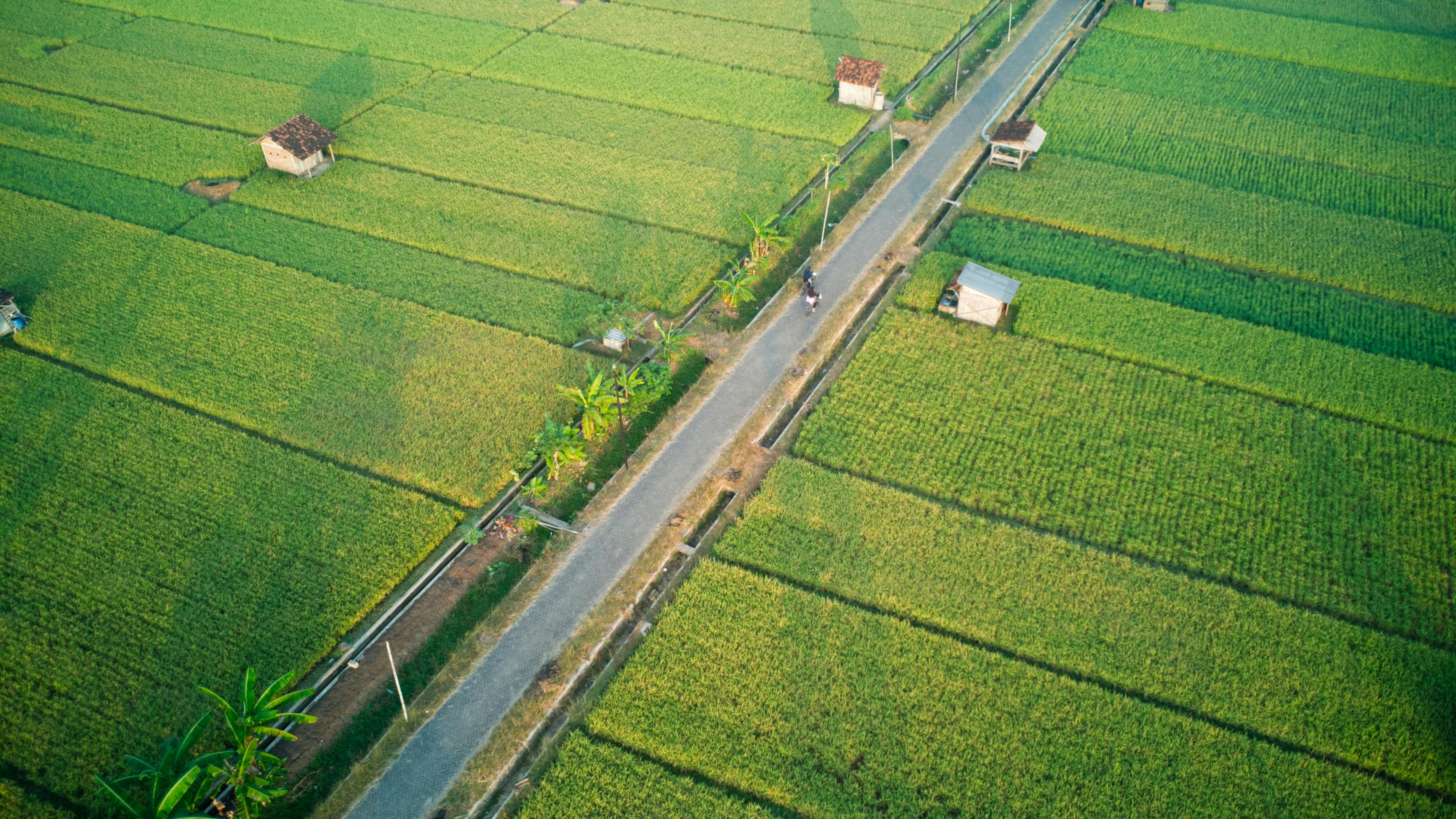 Aerial View of Green Rice Fields in Indonesia · Free Stock Photo