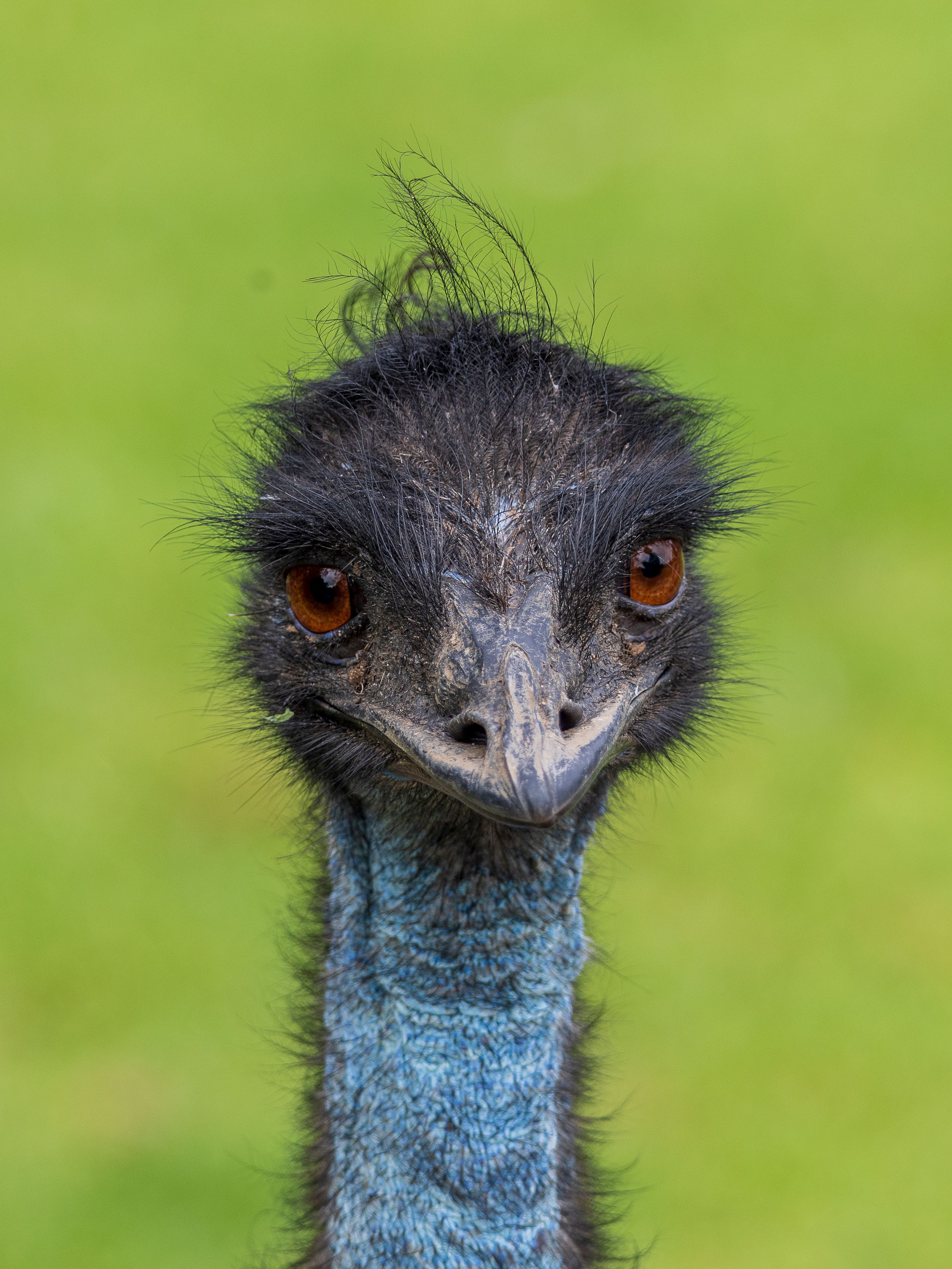 Close-up Portrait of an Emu with Green Background · Free Stock Photo