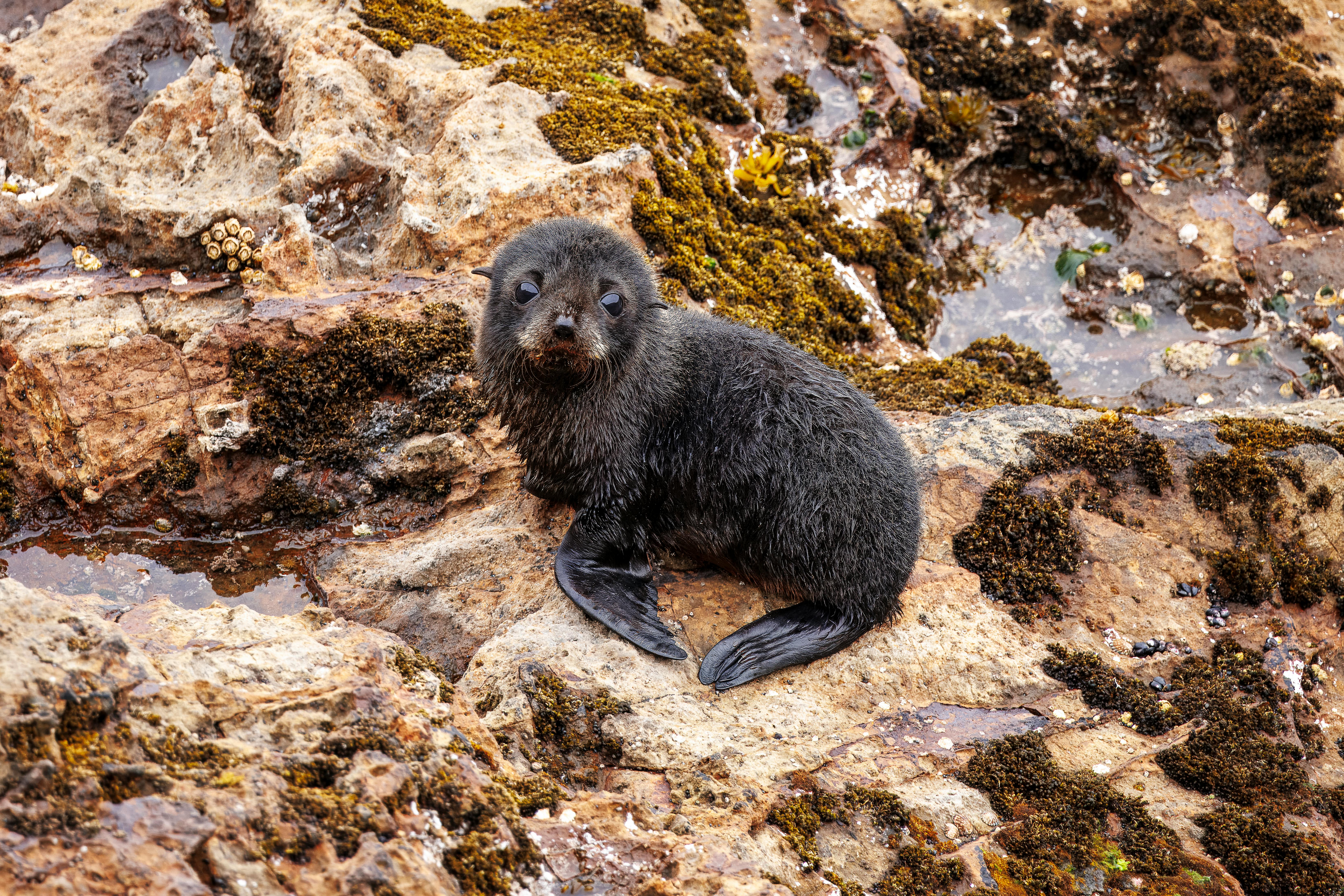 Adorable Cría De Foca En Una Costa Rocosa · Foto de stock gratuita