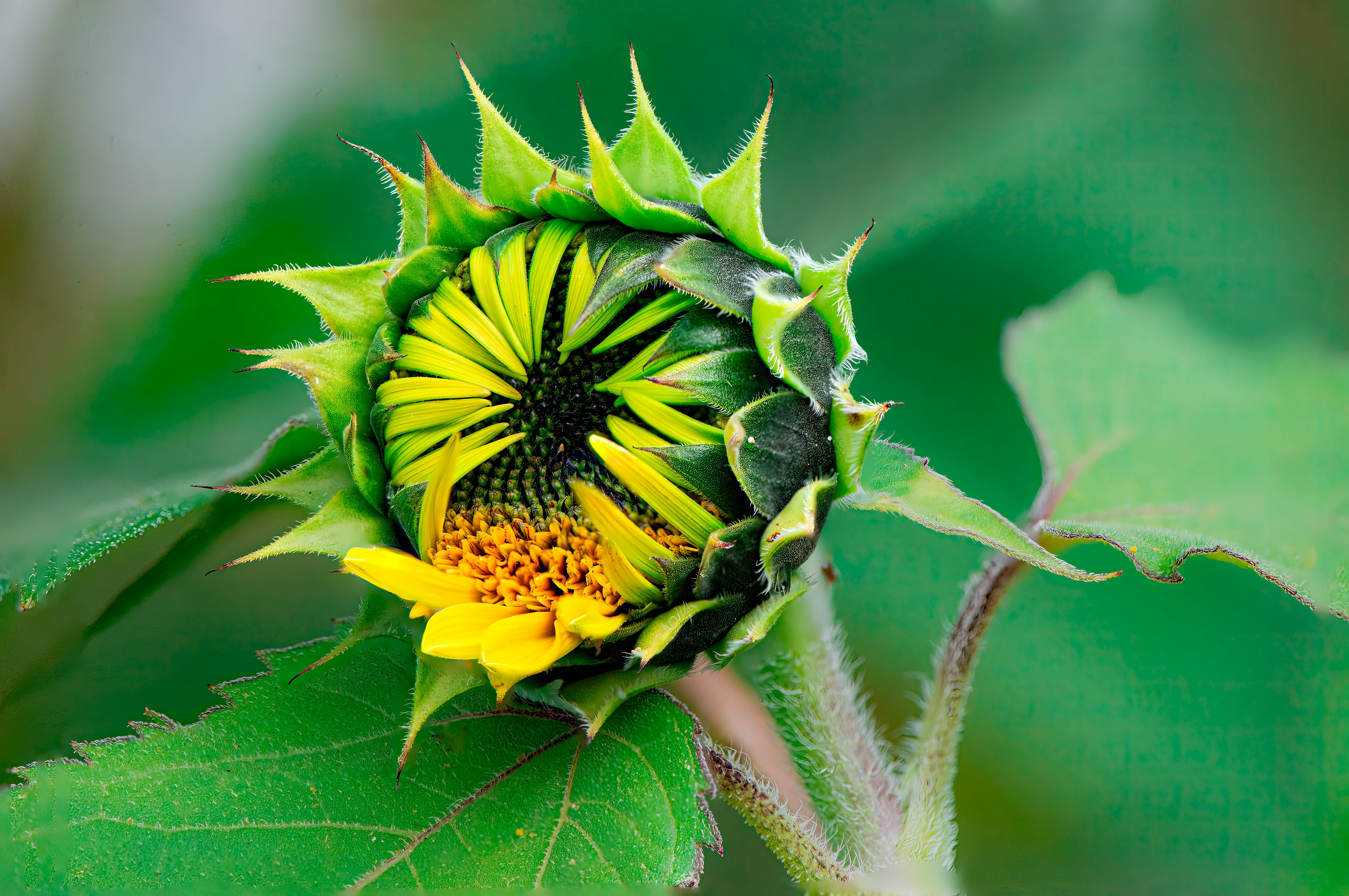 sunflower · Free Stock Photo