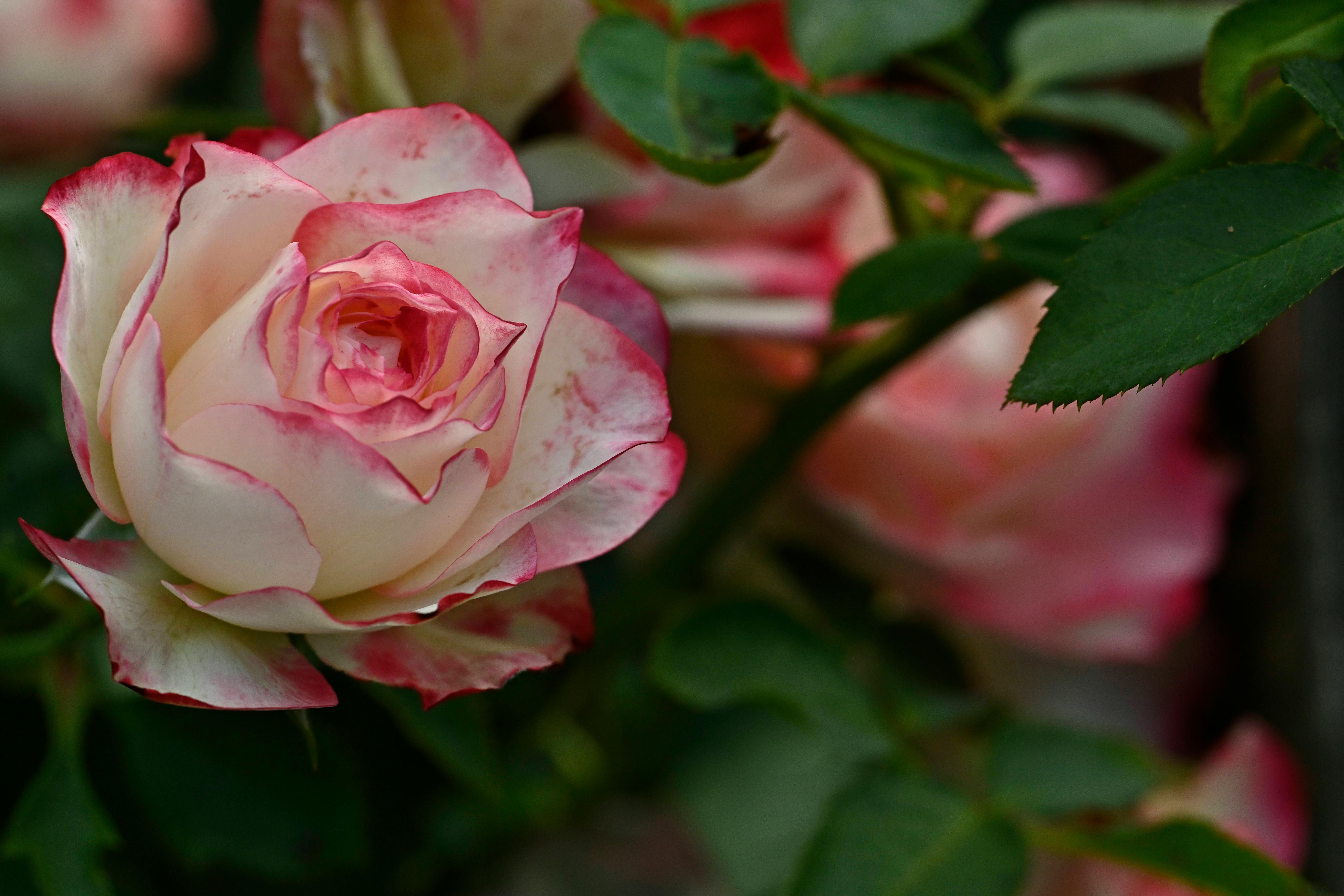 Selective Focus Photography of White Roses · Free Stock Photo