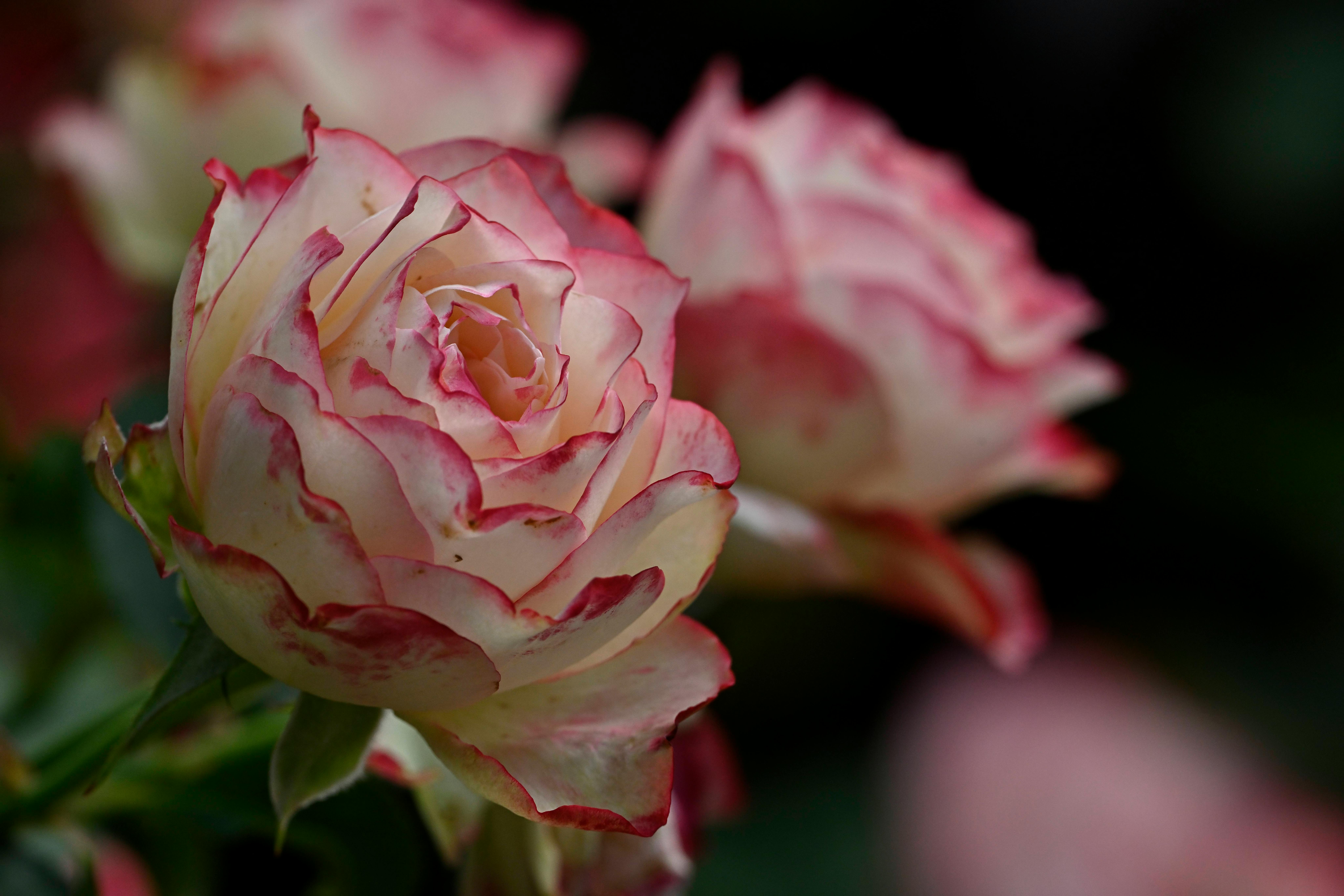 Selective Focus Photography of White Roses · Free Stock Photo
