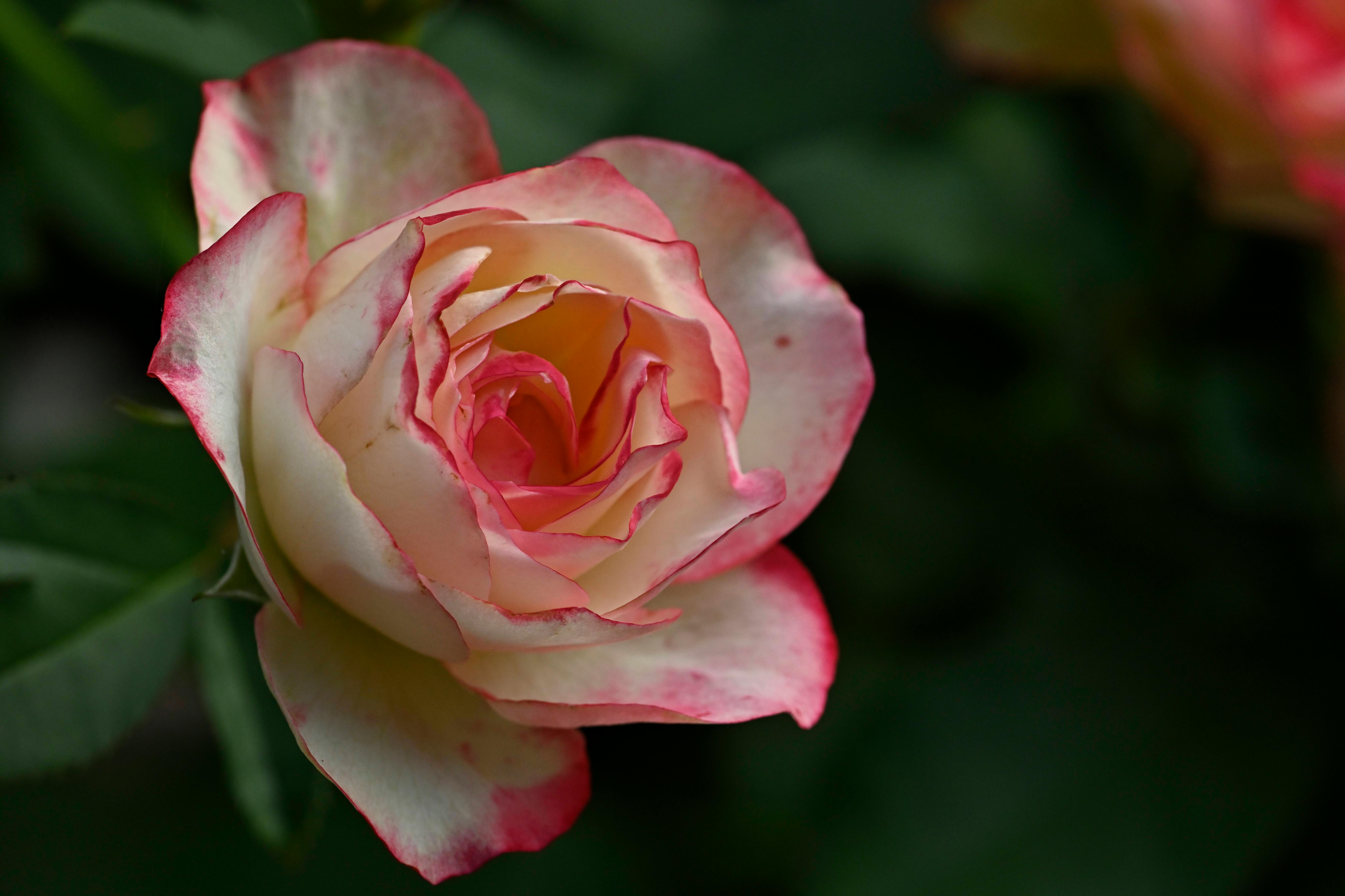 Close-up of a Delicate Pink Rose in Bloom · Free Stock Photo