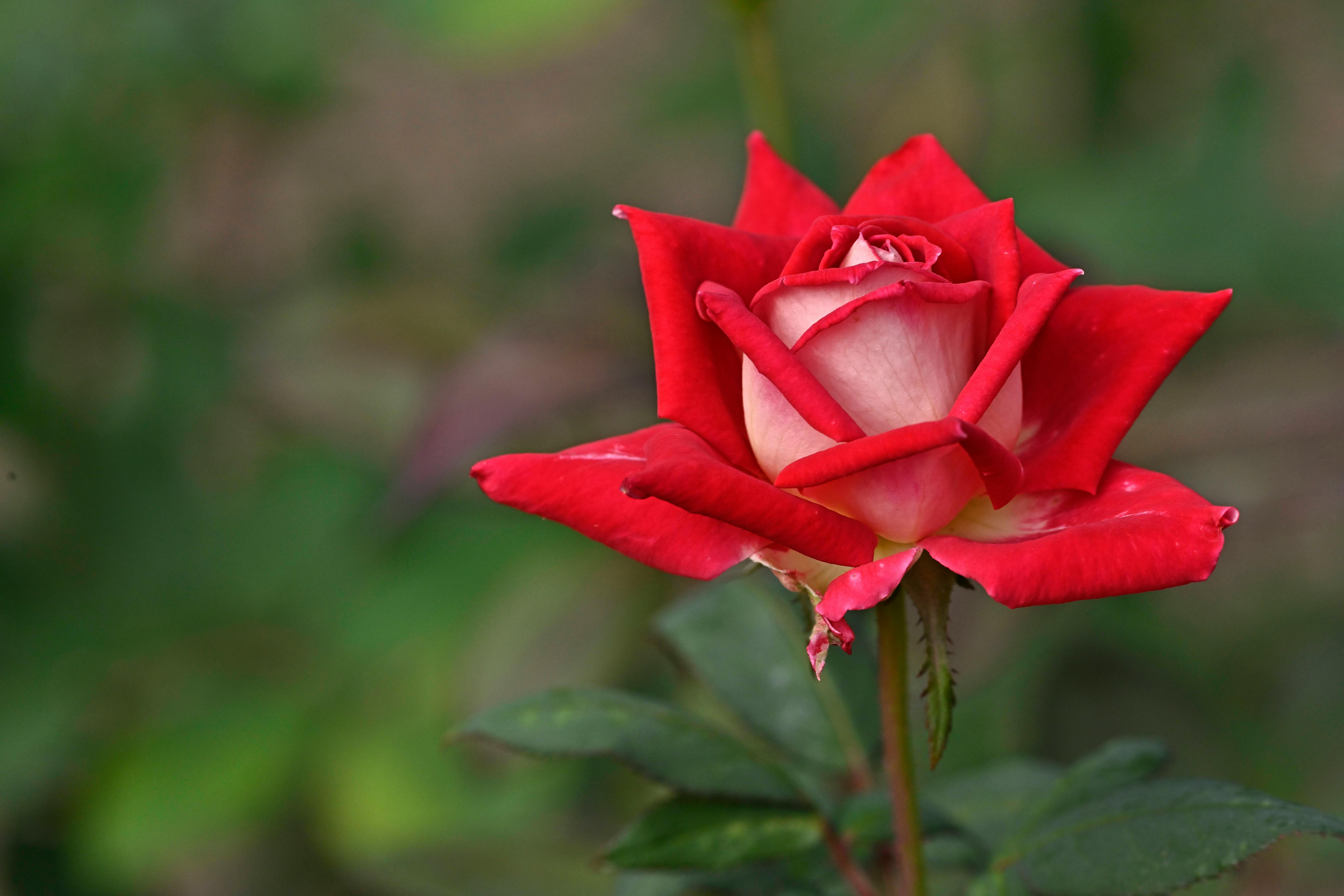 Close-up of a Vibrant Red Rose in Bloom · Free Stock Photo