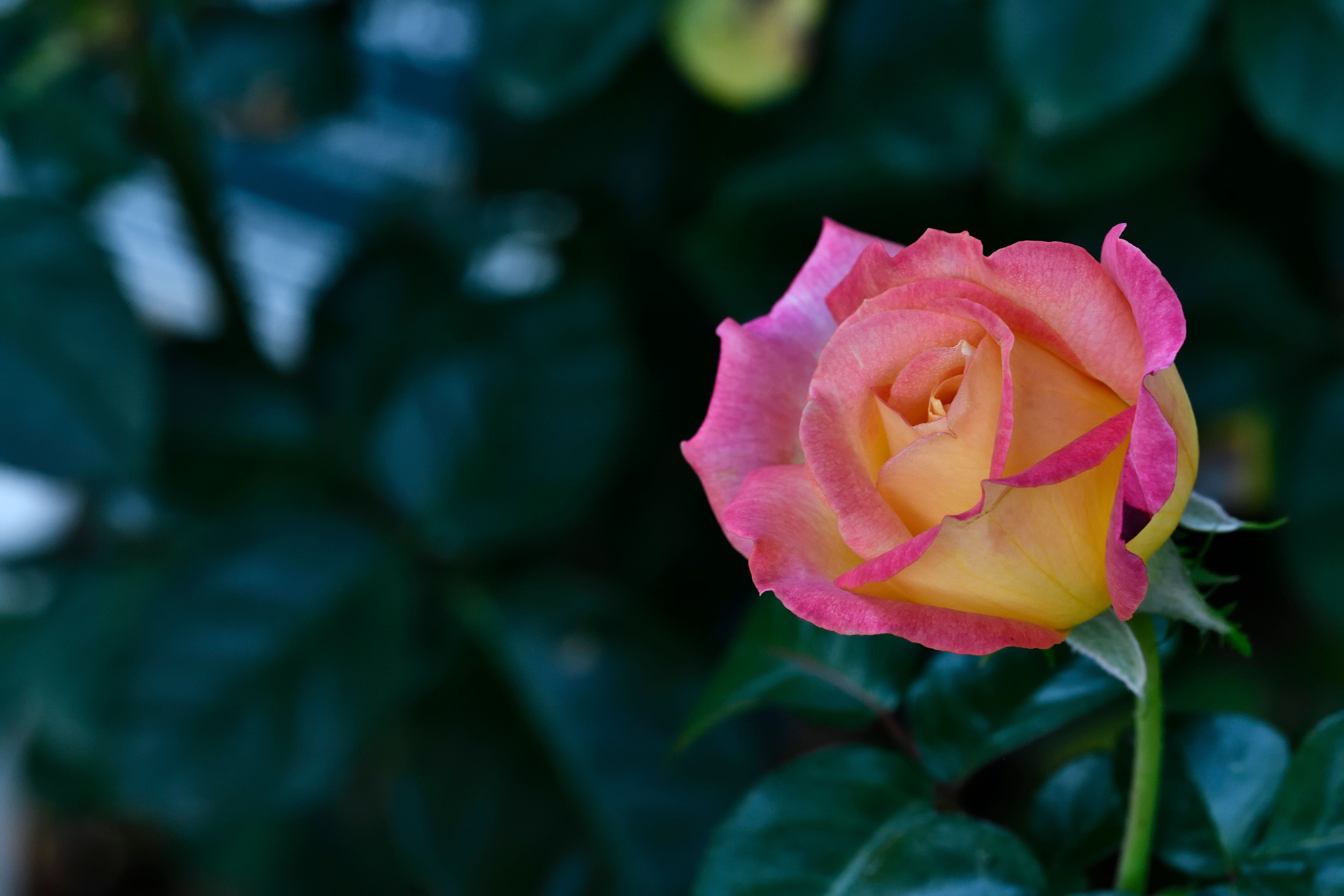 Vibrant Two-Toned Rose Bloom in Natural Setting · Free Stock Photo