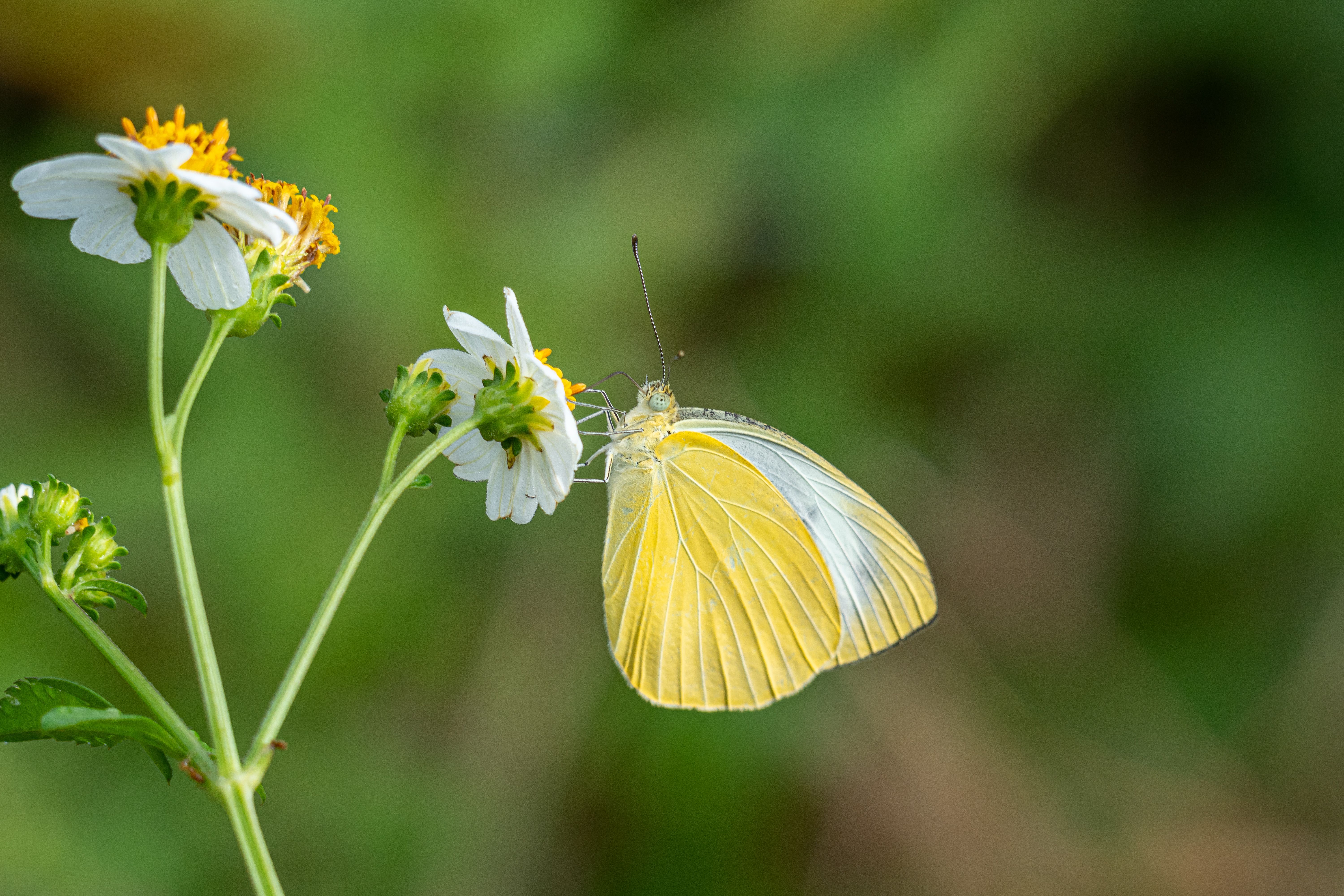 Yellow Butterfly on White Flowers Close-up · Free Stock Photo