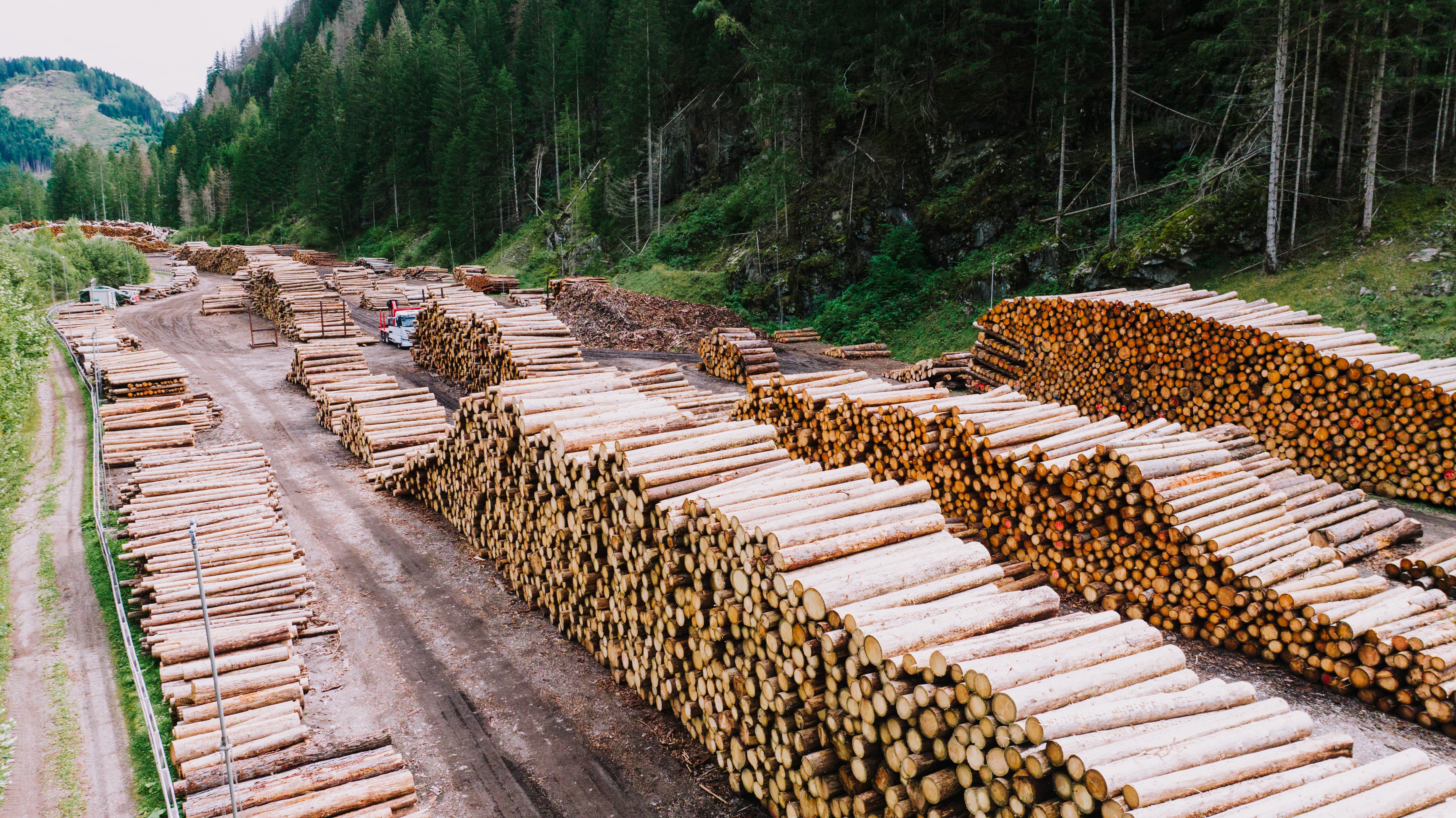 Forest Resources Photos, Download The BEST Free Forest Resources Stock ...