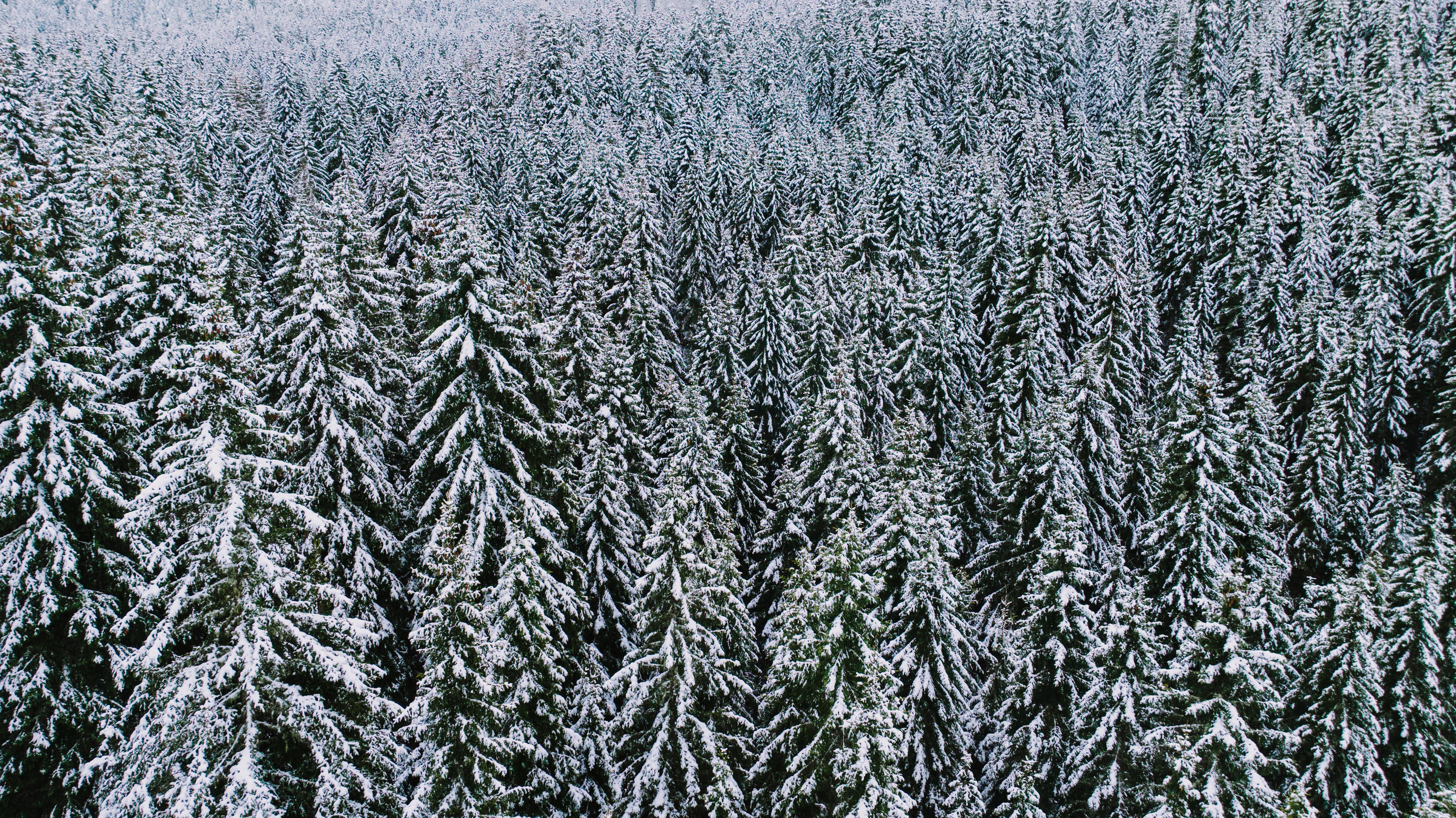 Aerial View of Snow-Covered Evergreen Forest · Free Stock Photo