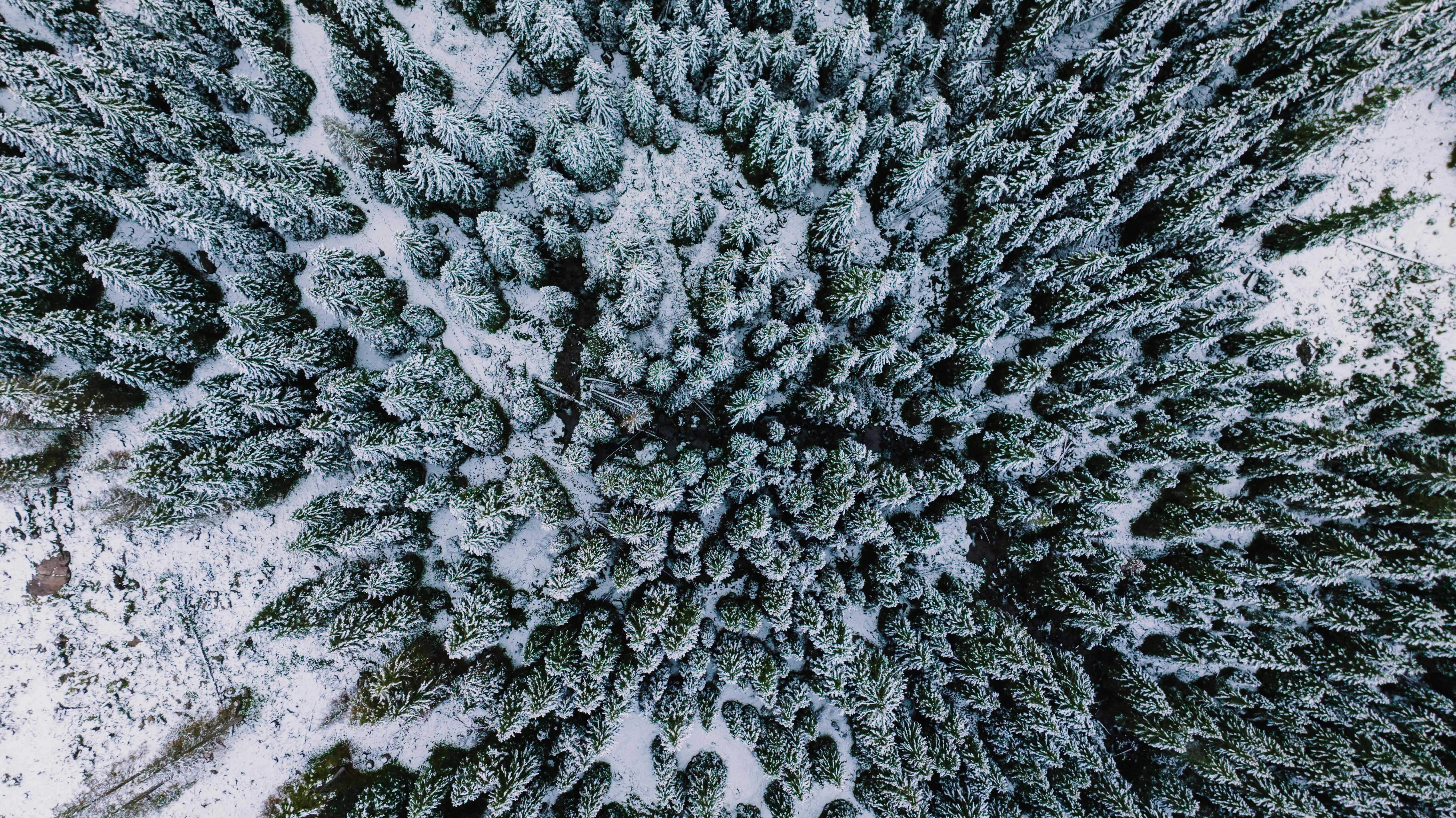 Aerial Photography of Snow Covered Trees · Free Stock Photo