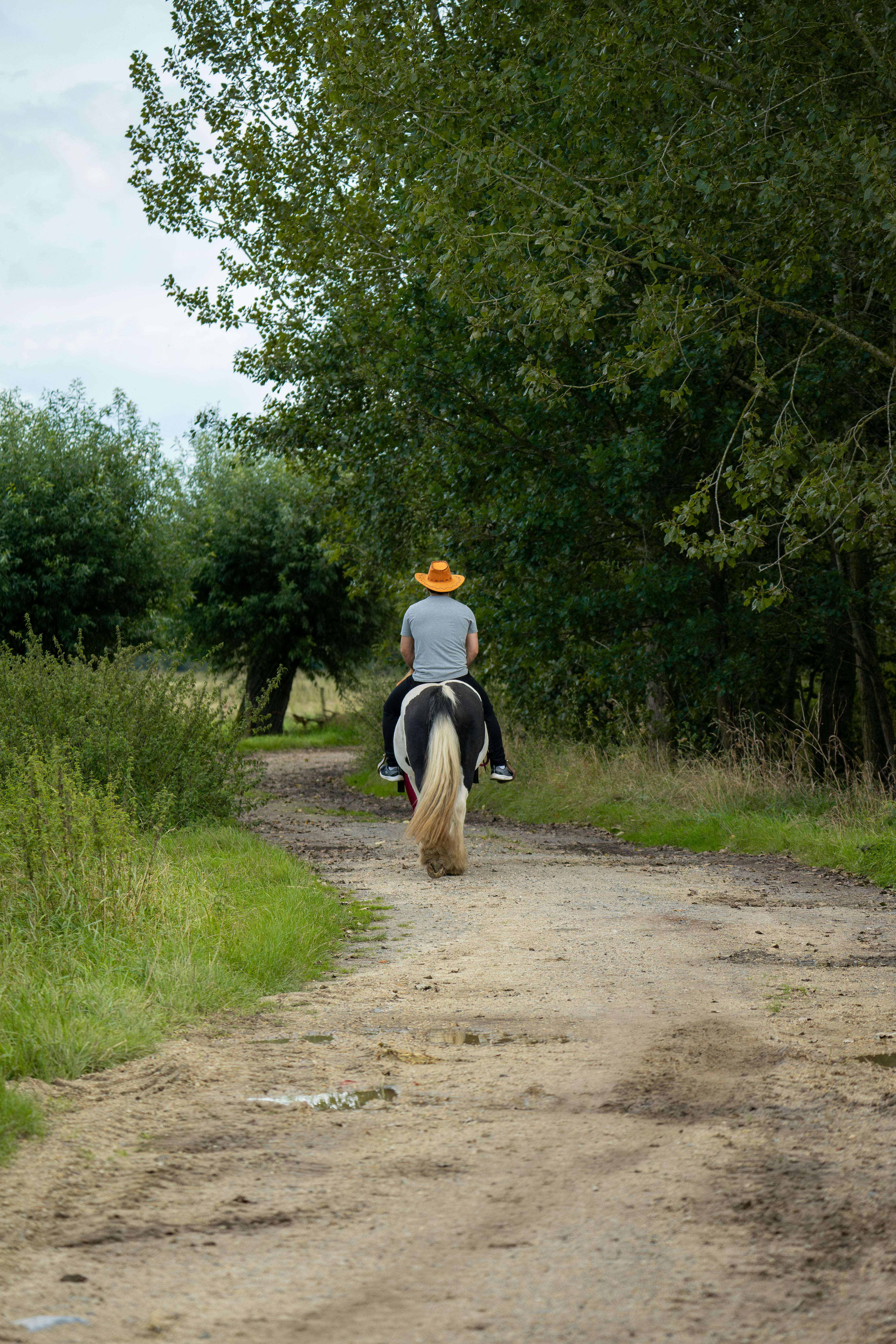 Photo of Woman Riding a Horse on Sand · Free Stock Photo