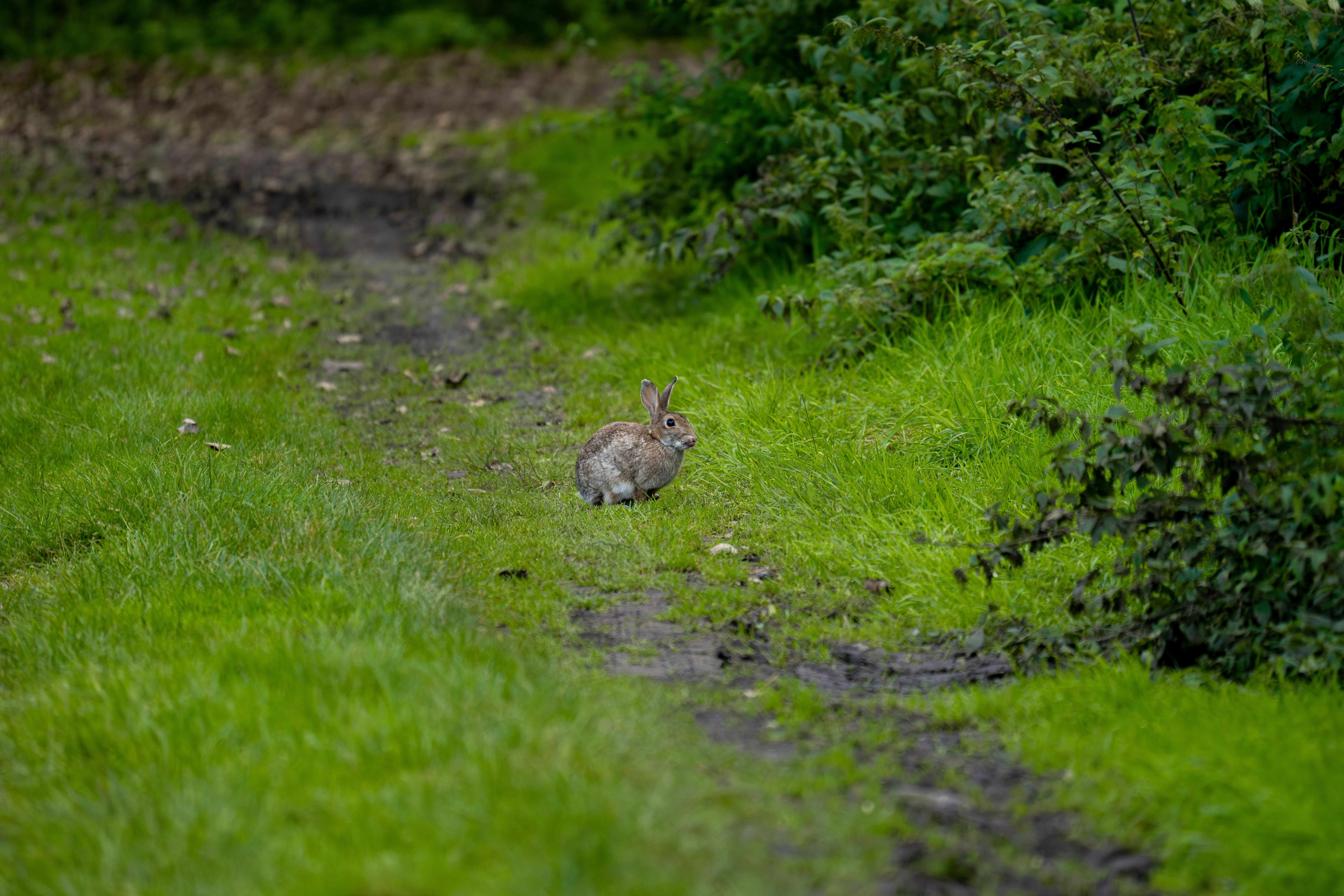 Wild Rabbit in a Green Forest Pathway · Free Stock Photo