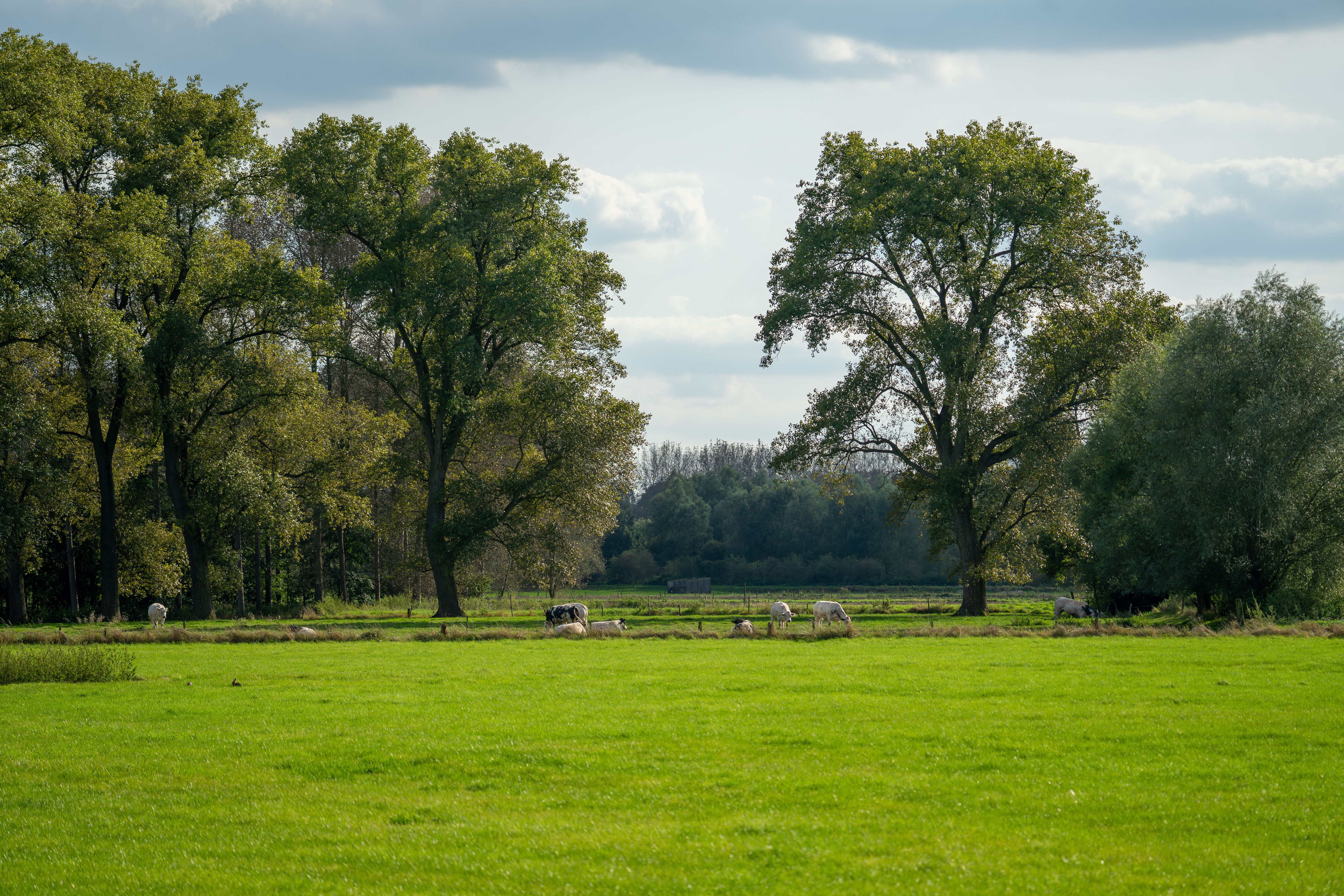 Tranquil Pastoral Scene with Lush Trees and Grazing Cows · Free Stock Photo