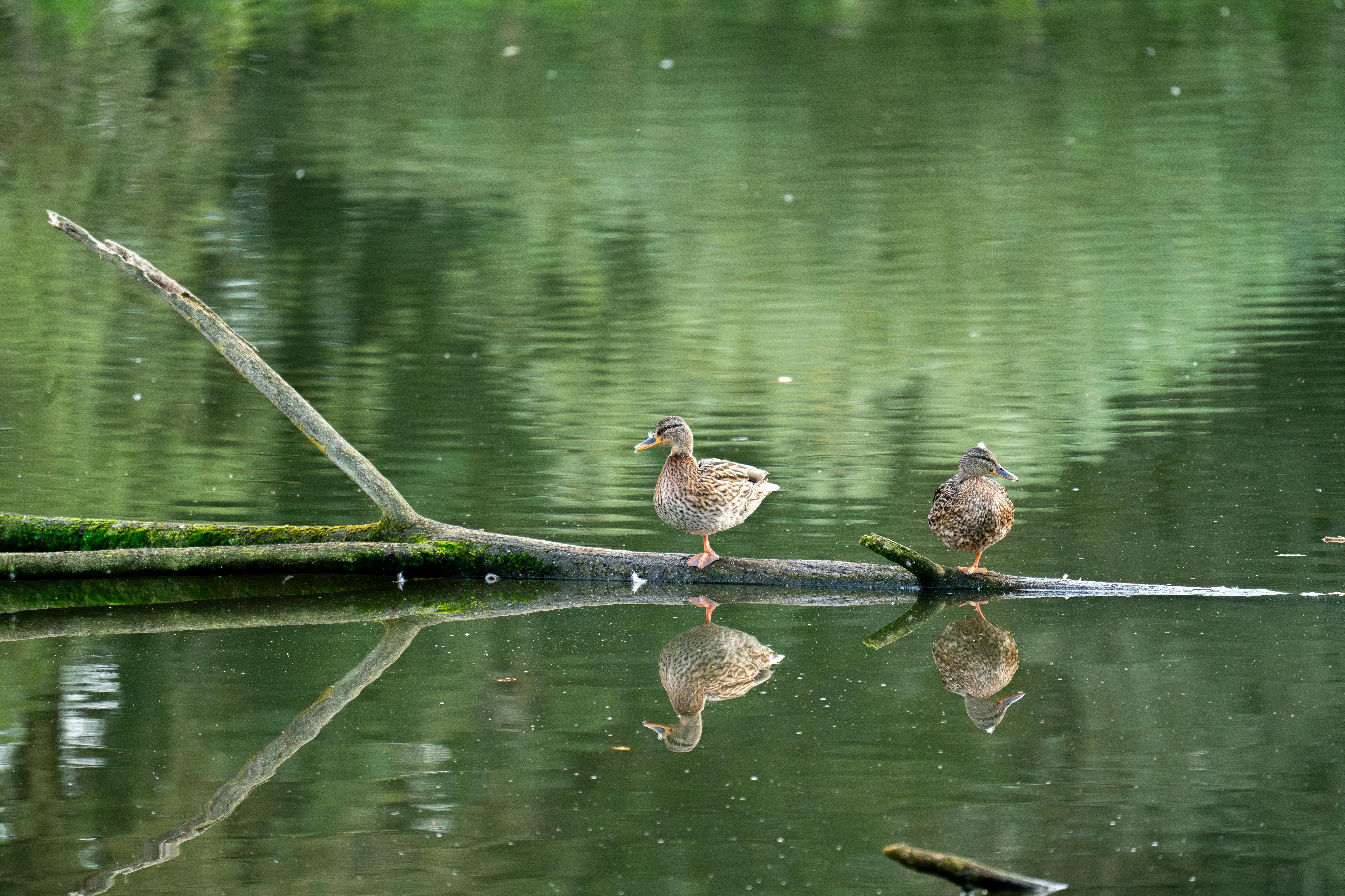 Floating Logs Photos, Download The BEST Free Floating Logs Stock Photos ...