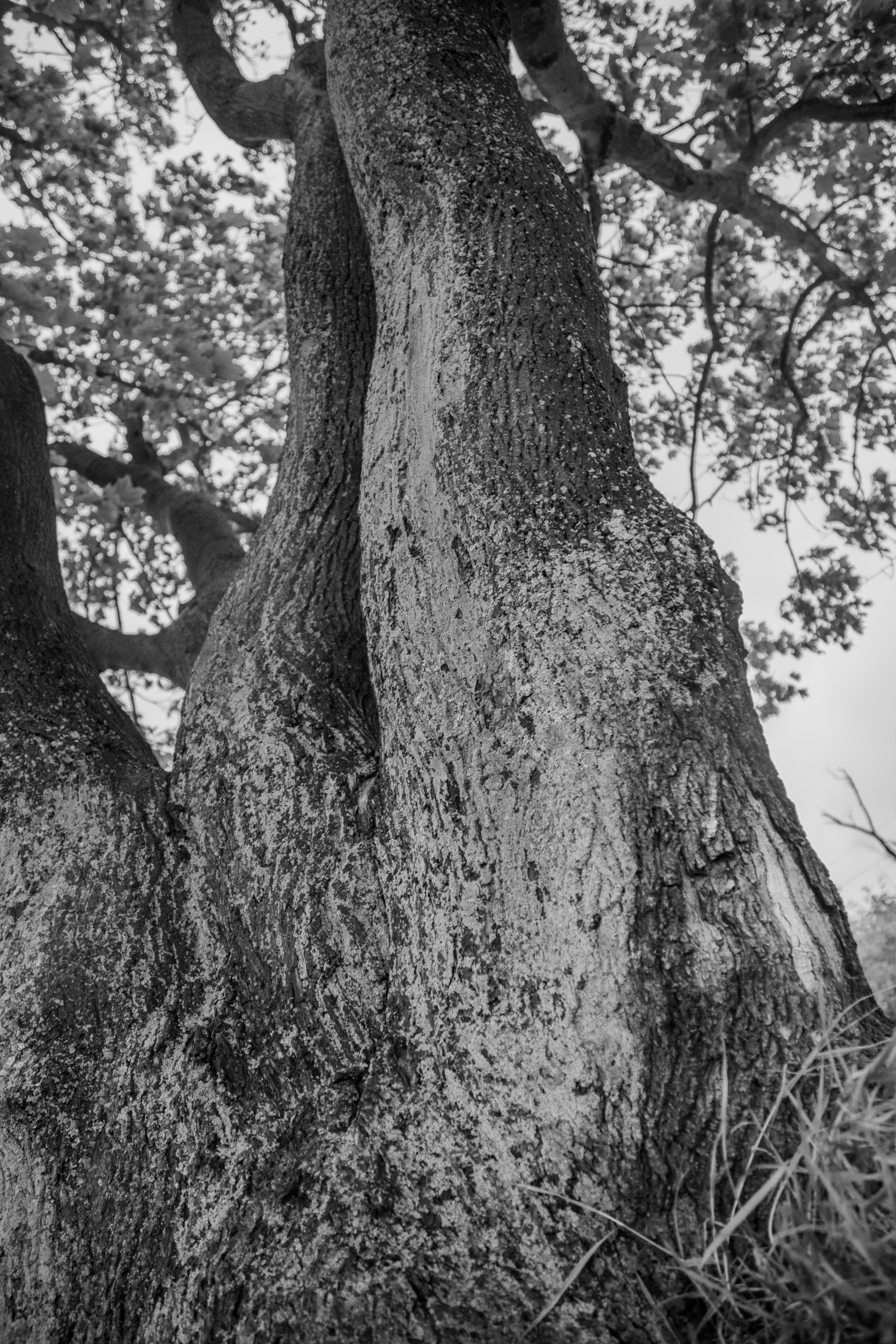 Close-Up of Tree Bark in Wrocław Park · Free Stock Photo