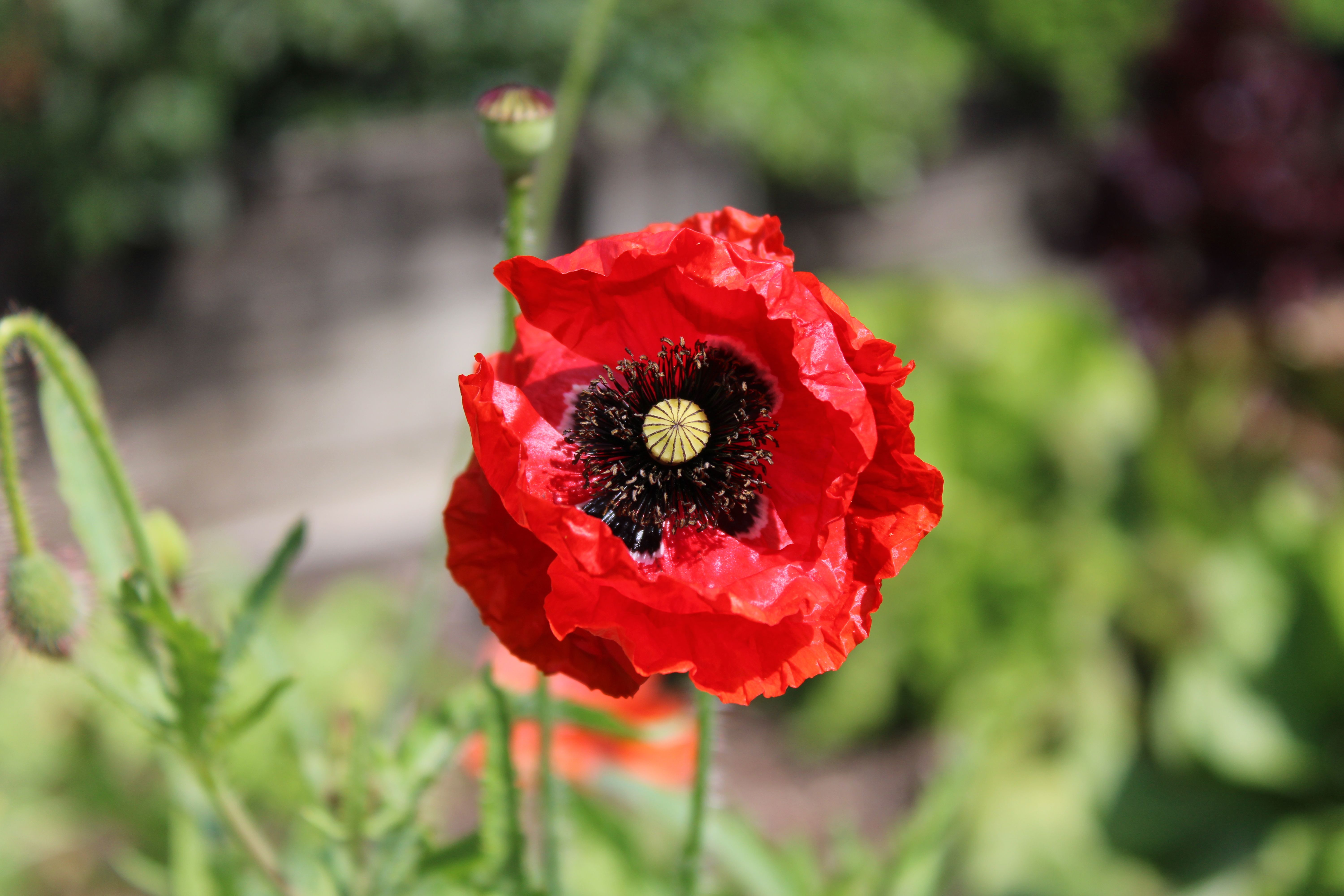 Vibrant Red Poppy Flower in Bloom · Free Stock Photo
