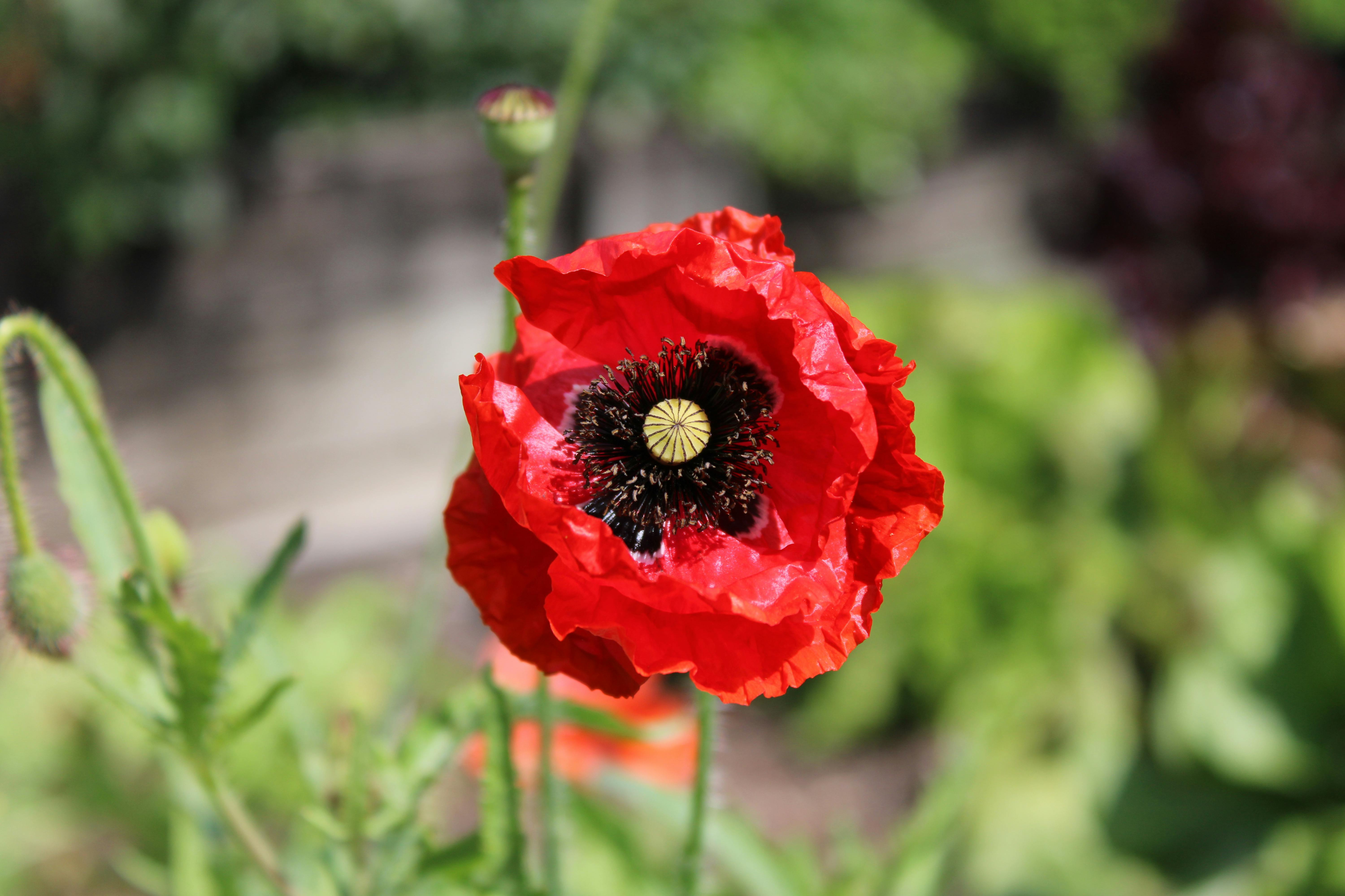 Poppy Images Photos, Download The BEST Free Poppy Images Stock Photos ...