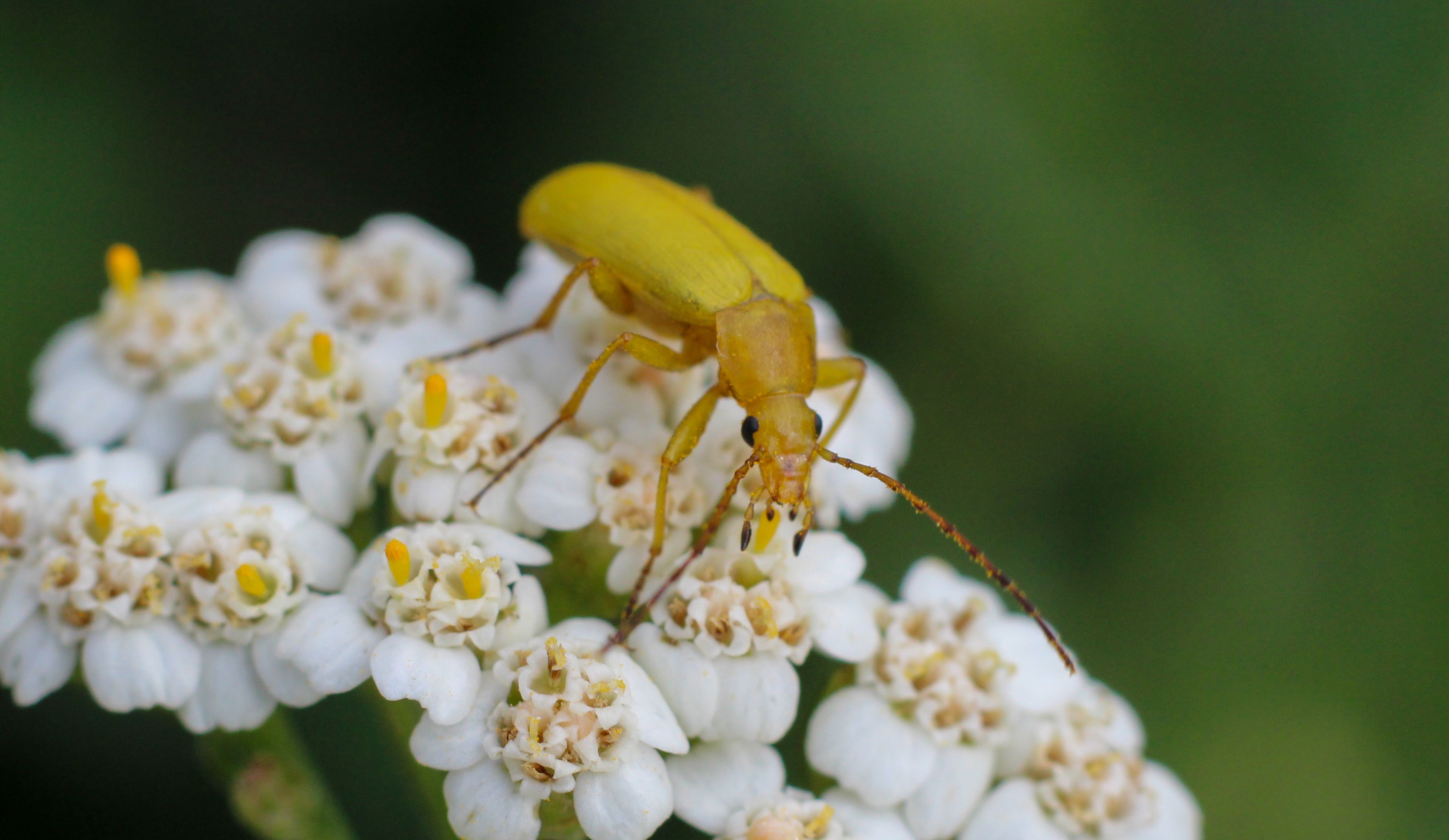 Yellow Sulphur Beetle on Wildflower Close-up · Free Stock Photo