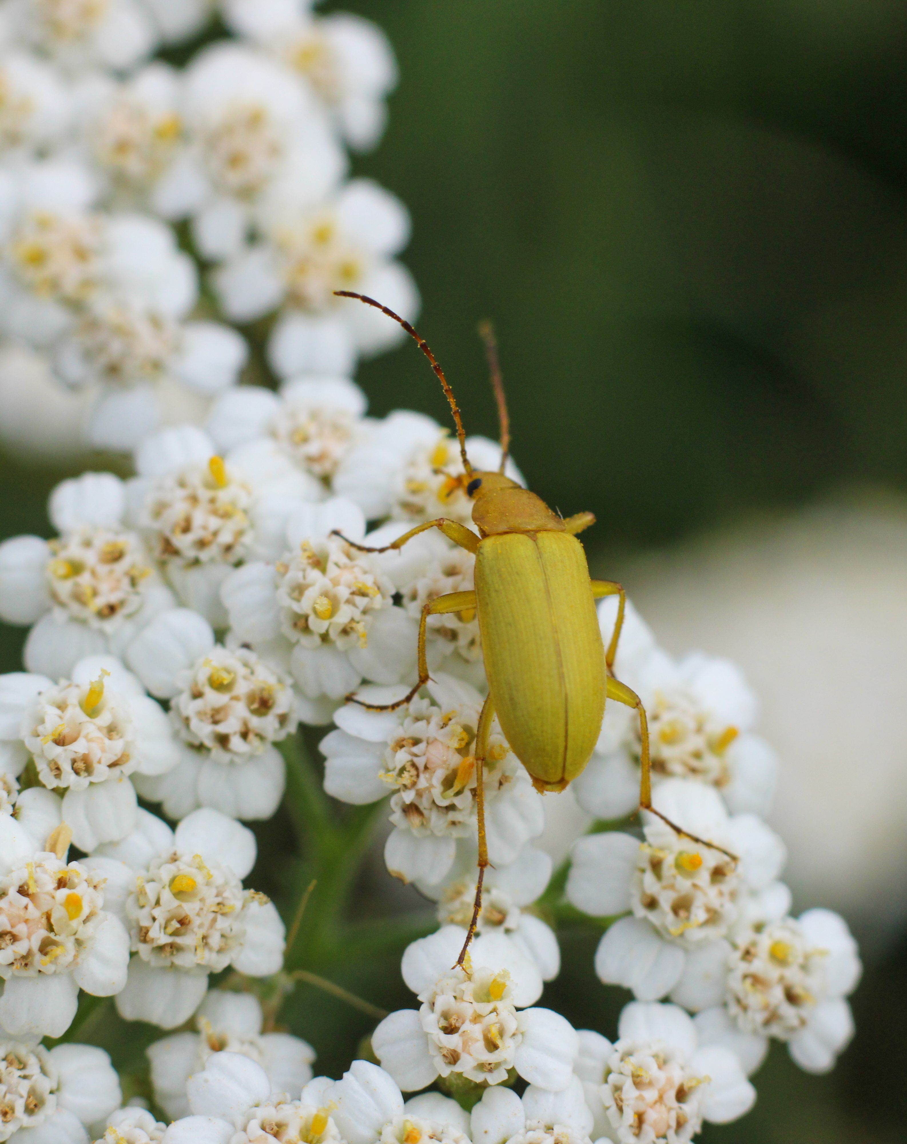 Close-up of Yellow Sulphur Beetle on White Flowers · Free Stock Photo