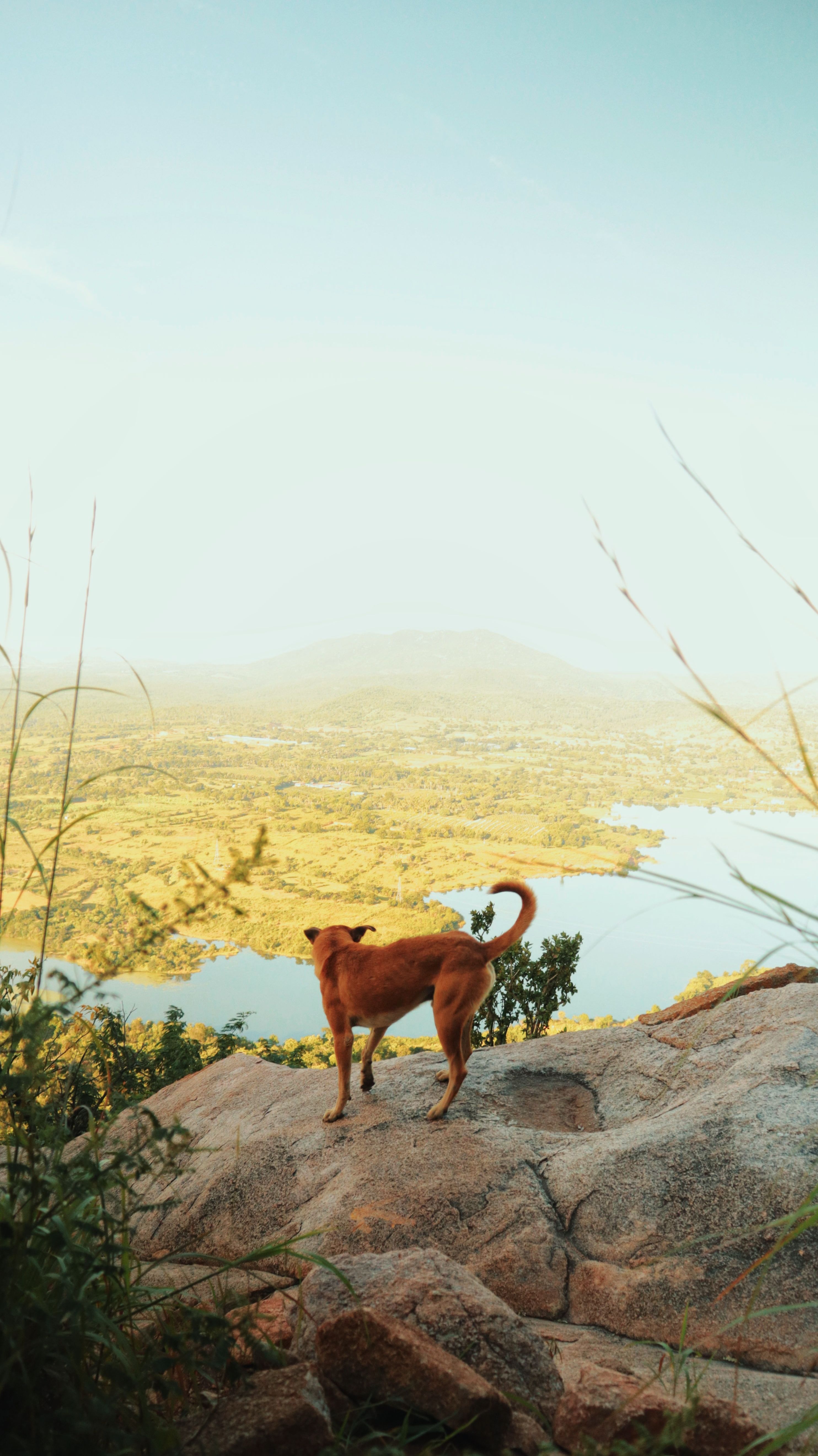 Dog Standing on Rocky Cliff Overlooking Scenic Landscape · Free Stock Photo