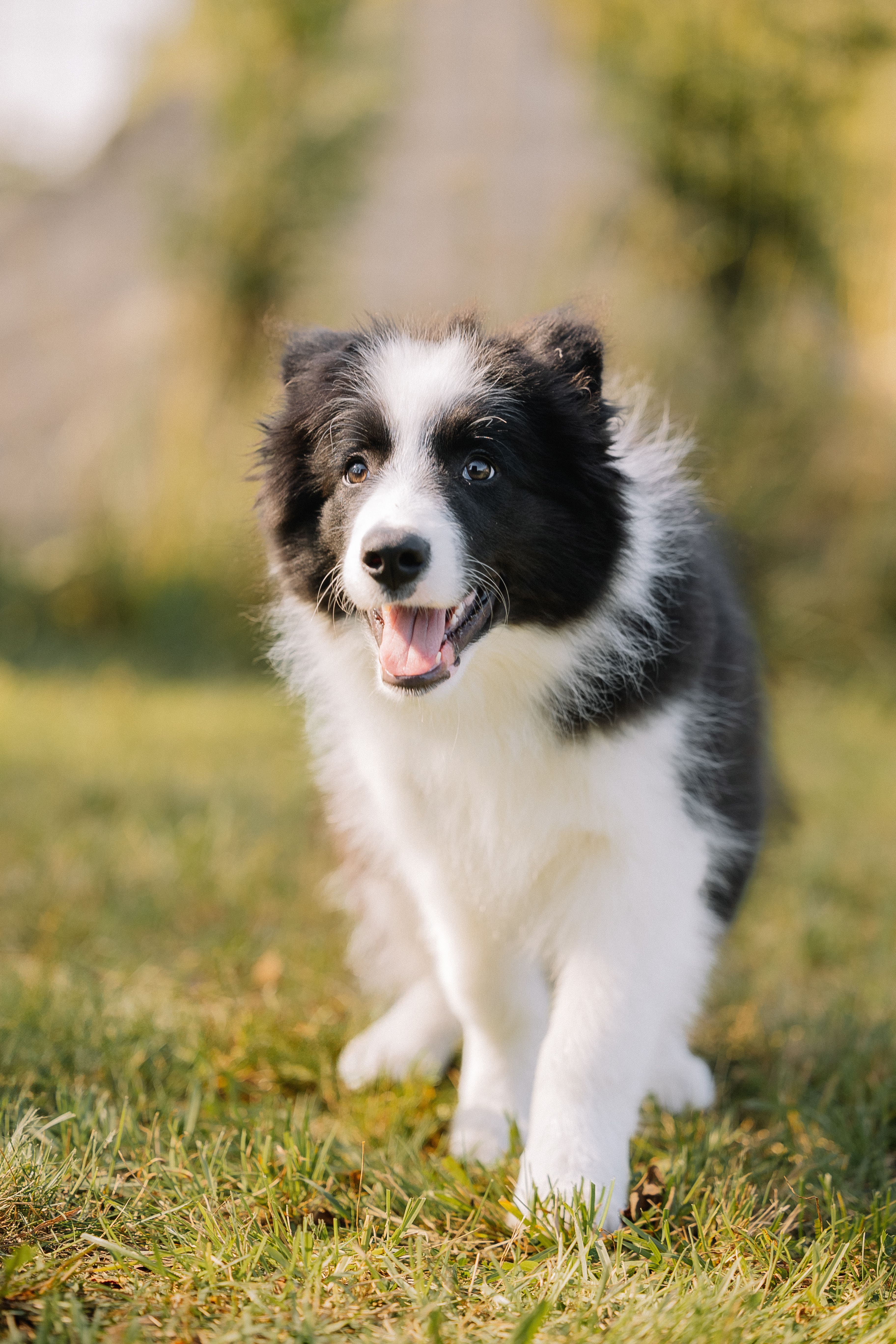 Adorable Border Collie Puppy Playing Outdoors · Free Stock Photo