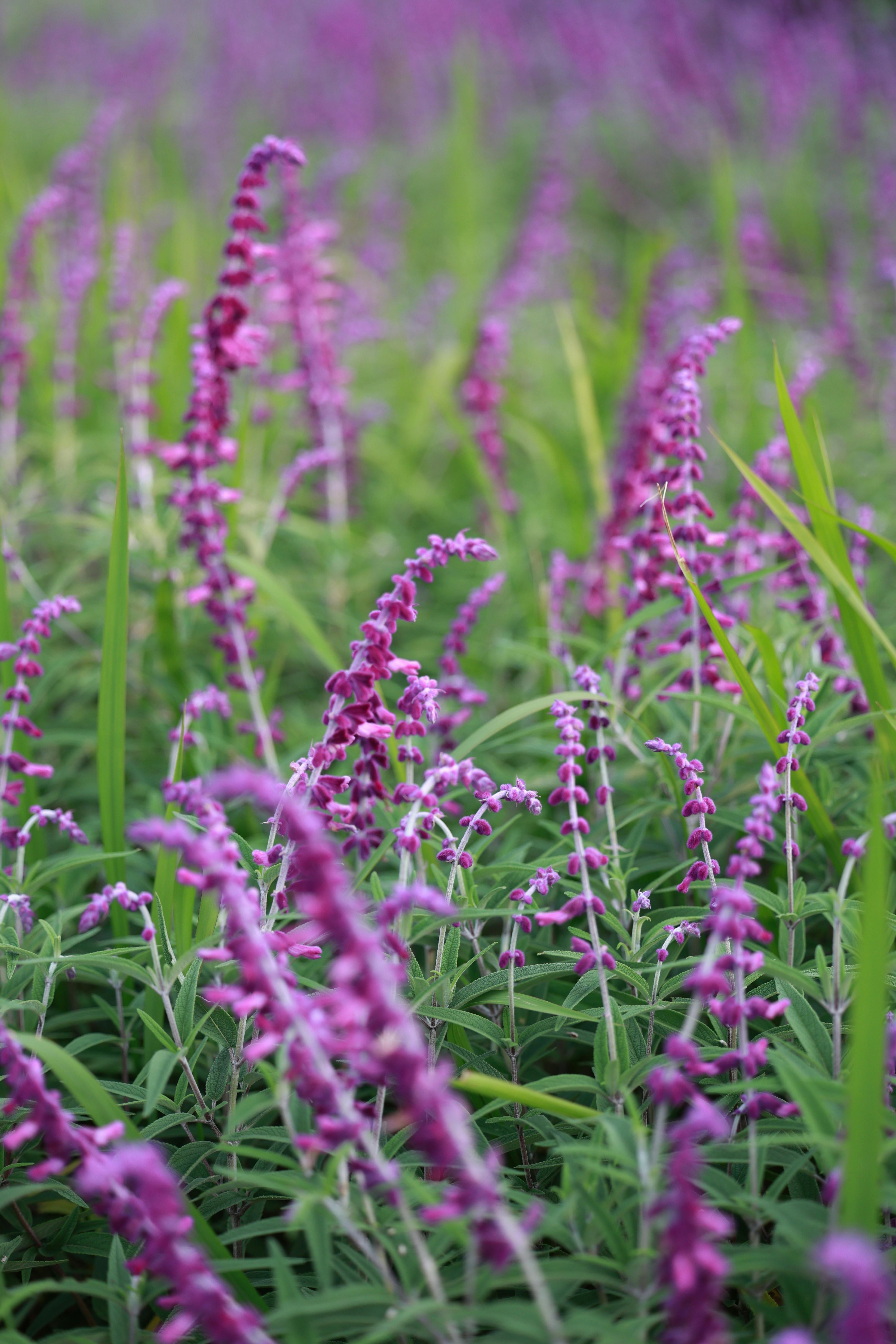 Lavender Blooms in Lush Greenery · Free Stock Photo