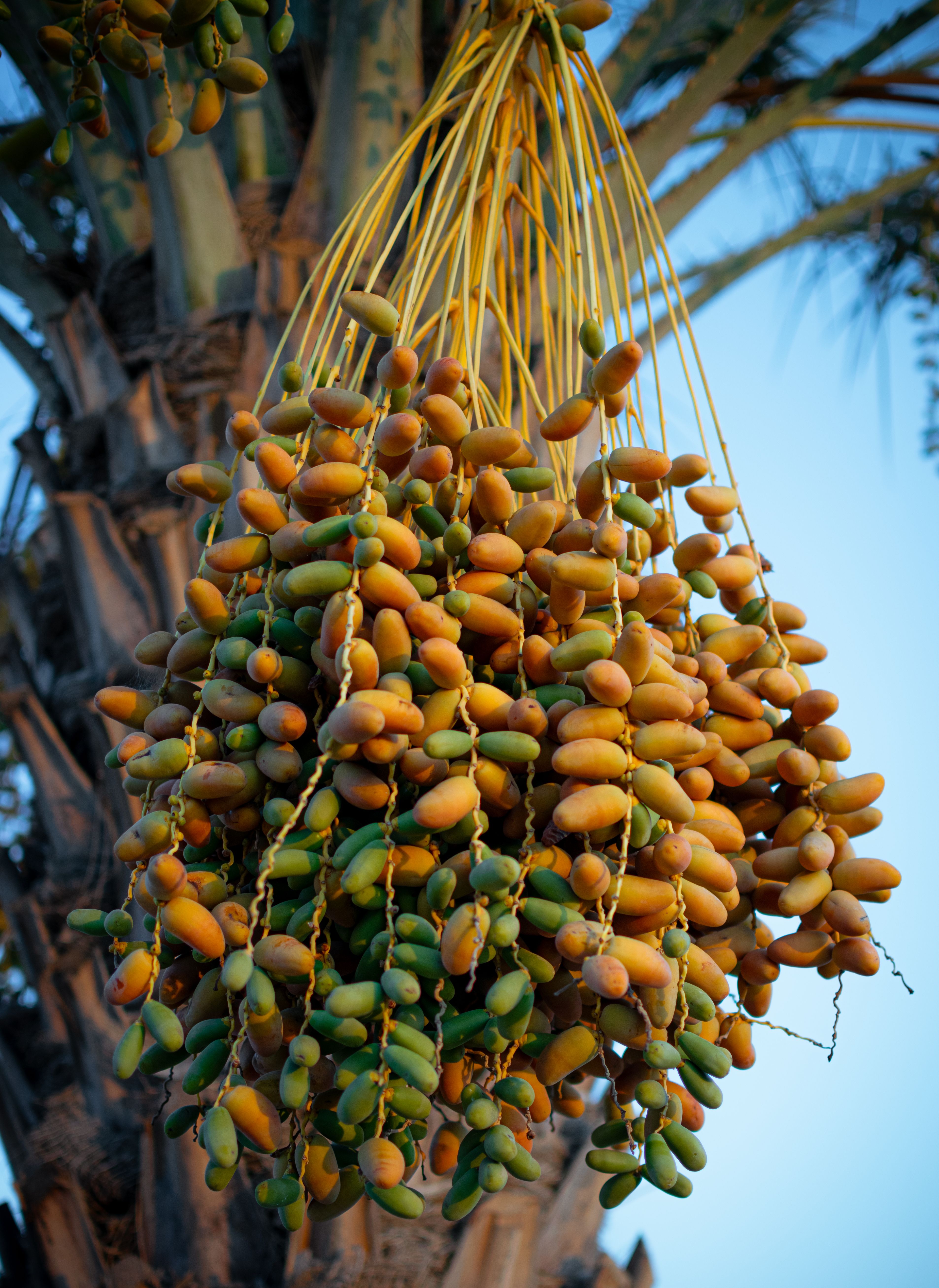 Farming Dates Photos, Download The BEST Free Farming Dates Stock Photos ...