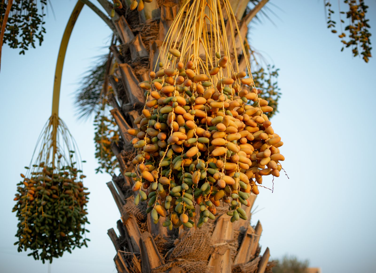 Dates Fruit Photos, Download The BEST Free Dates Fruit Stock Photos ...